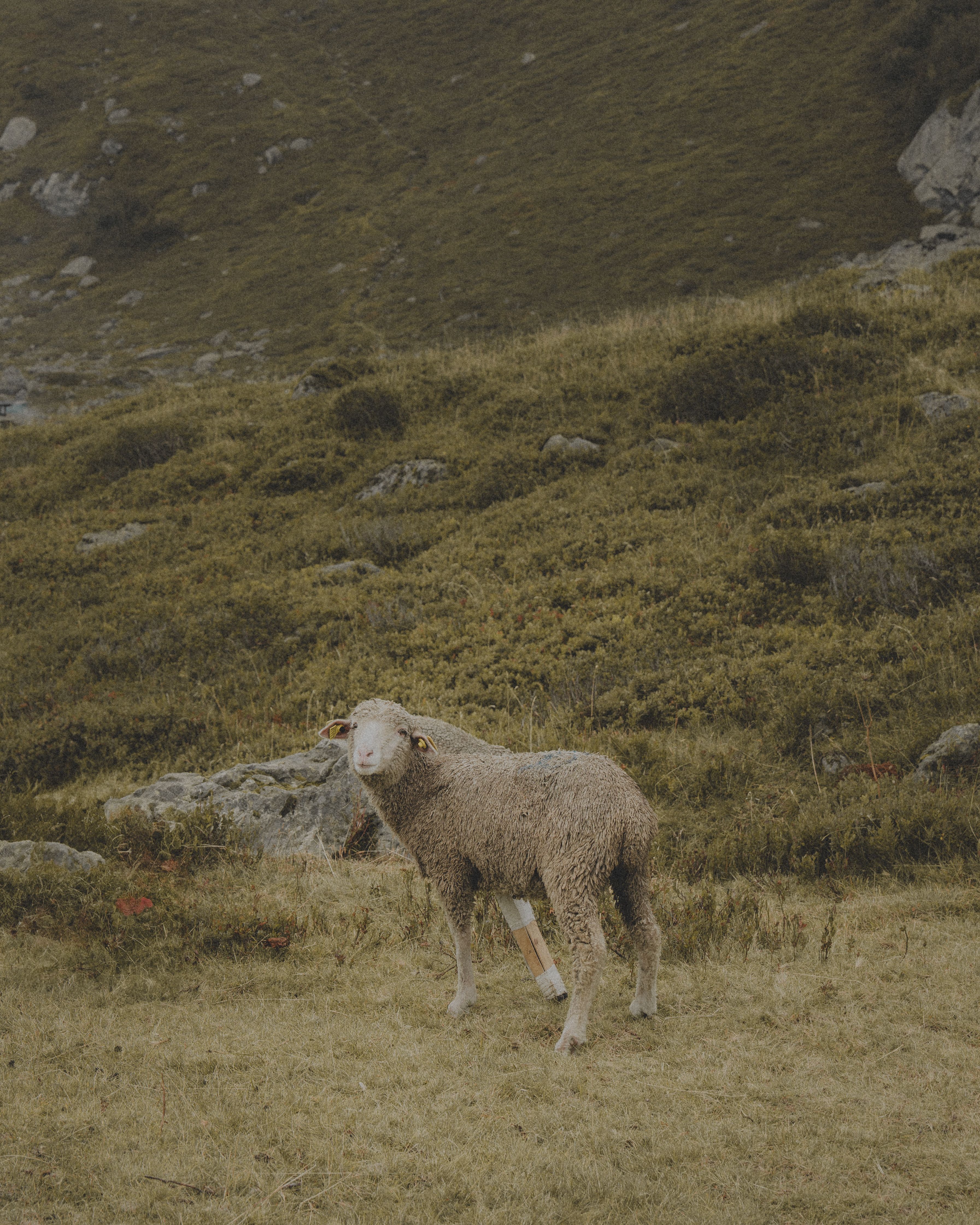 Solitary Sheep Grazing in French Alps · Free Stock Photo