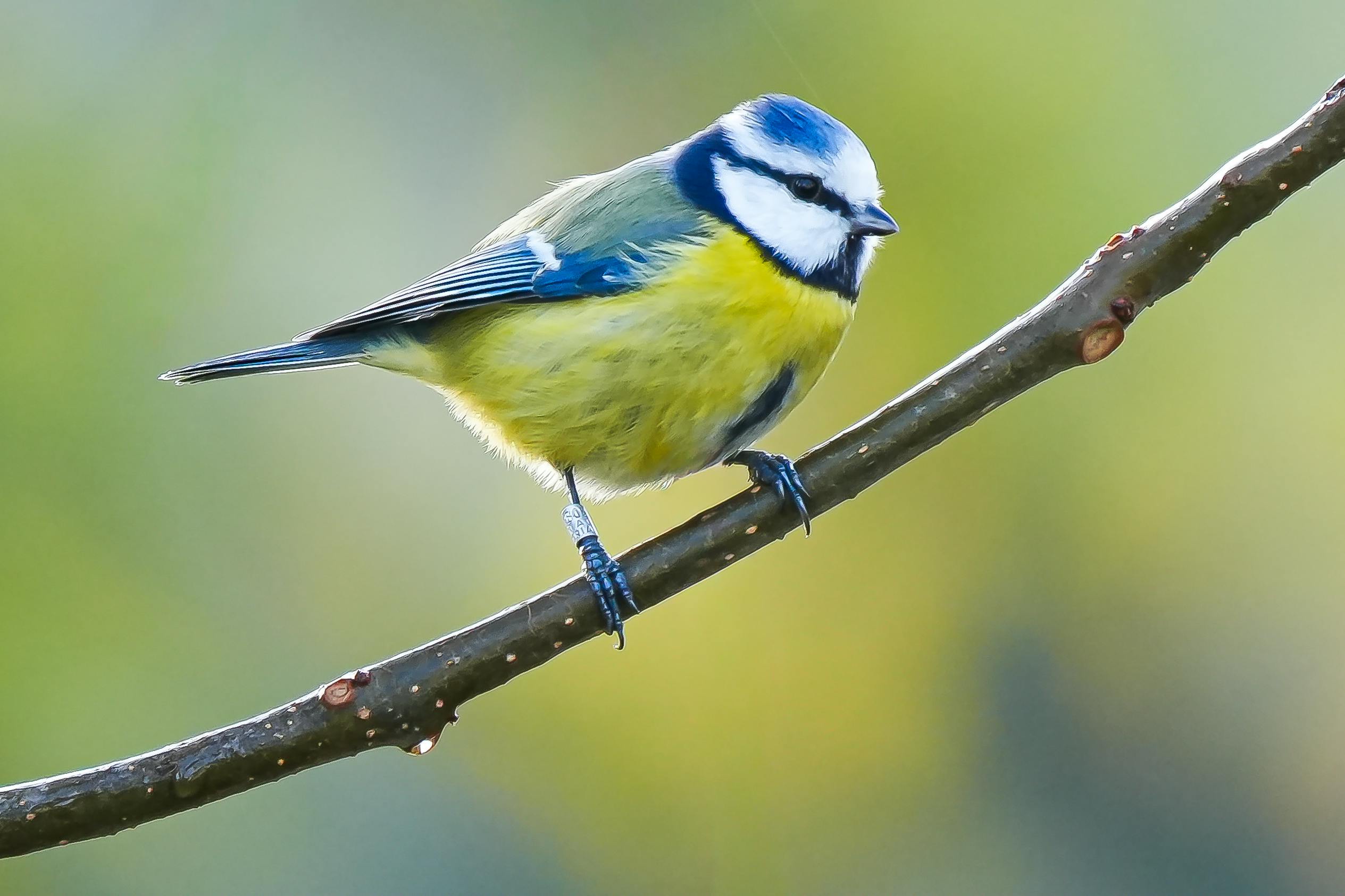 Kostenloses Foto zum Thema: ast, blau, britische titten, cyanistes ...