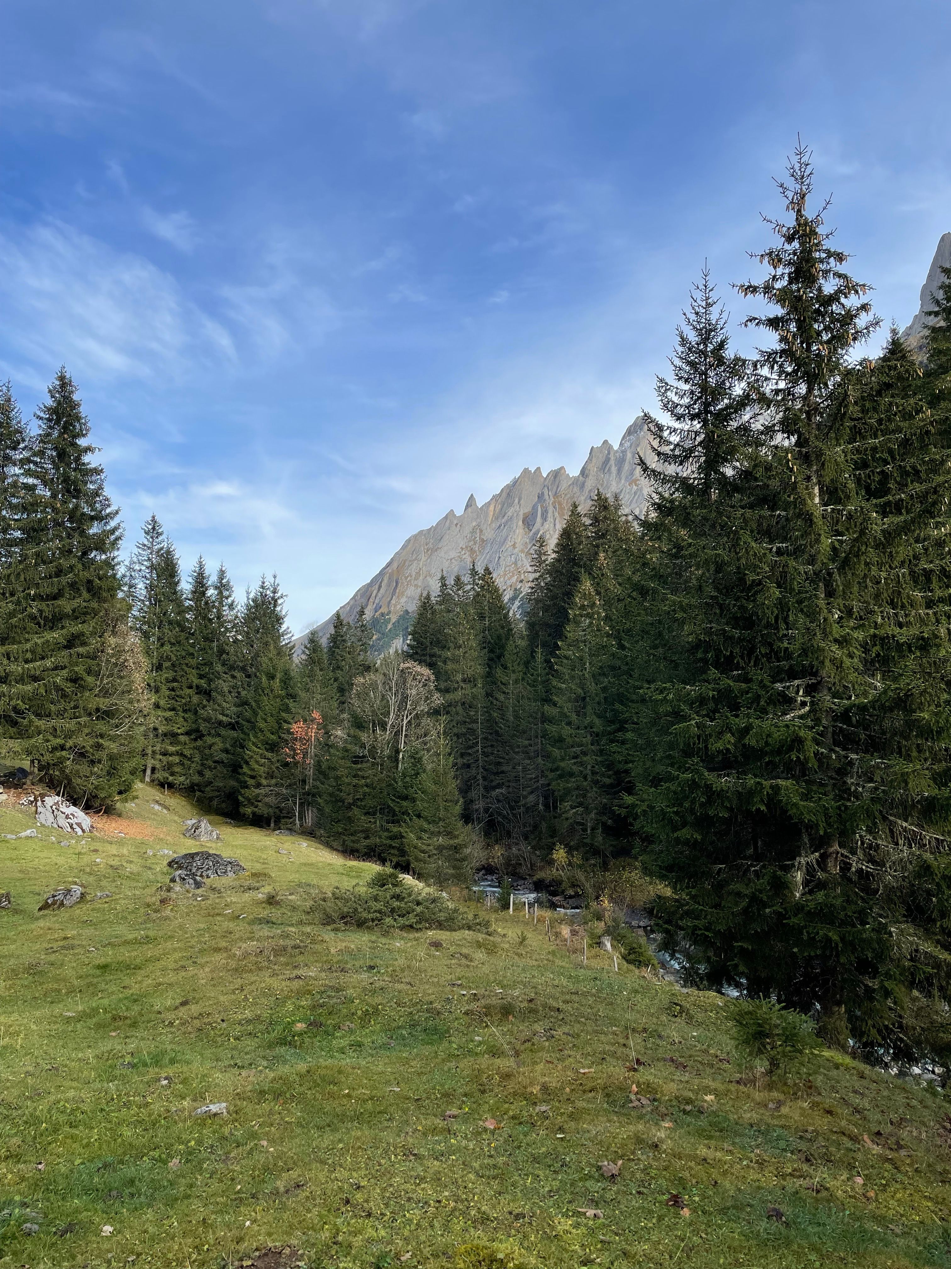 Majestic Alpine Landscape with Pine Forest · Free Stock Photo