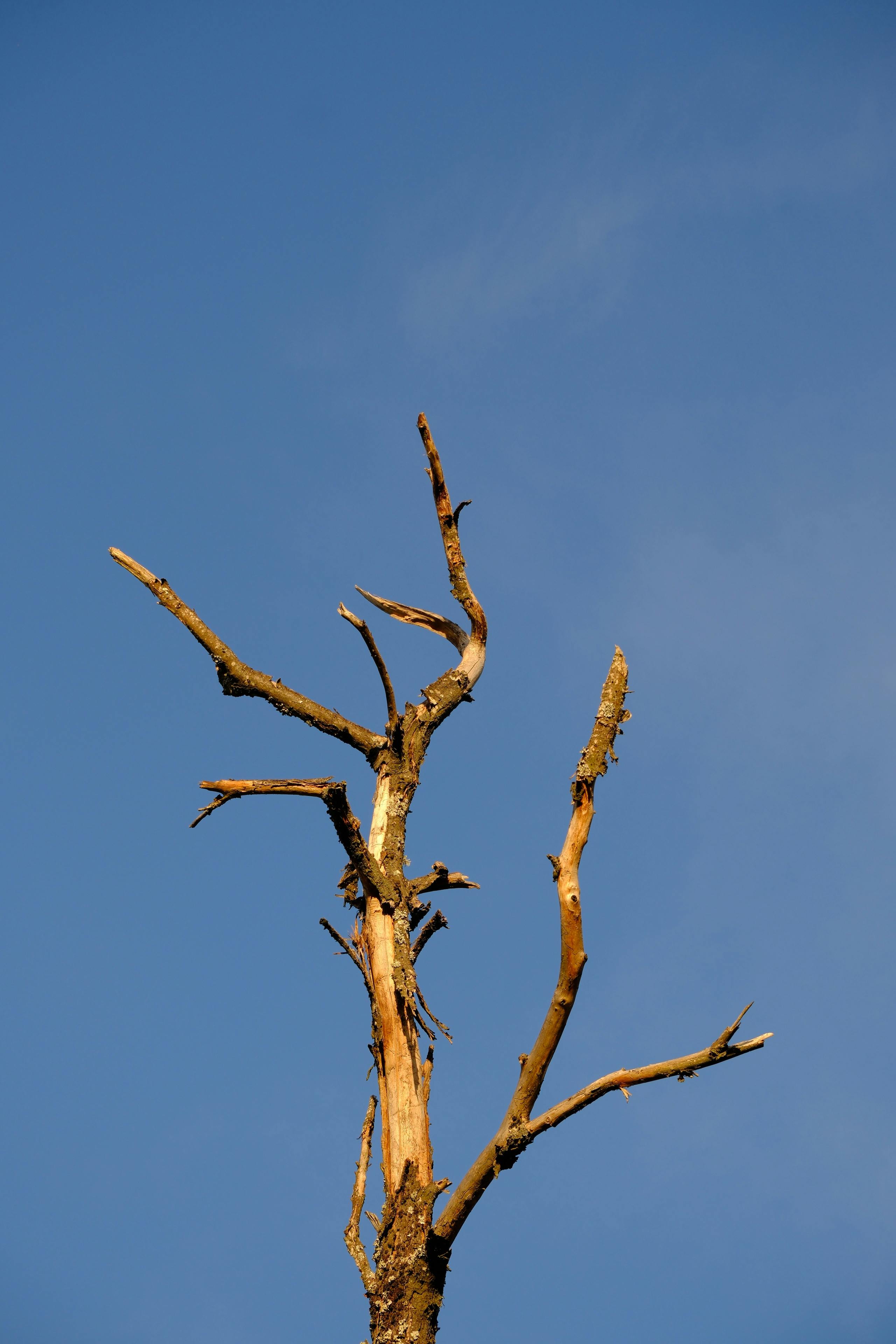 Barren Tree Branches Against Clear Blue Sky · Free Stock Photo
