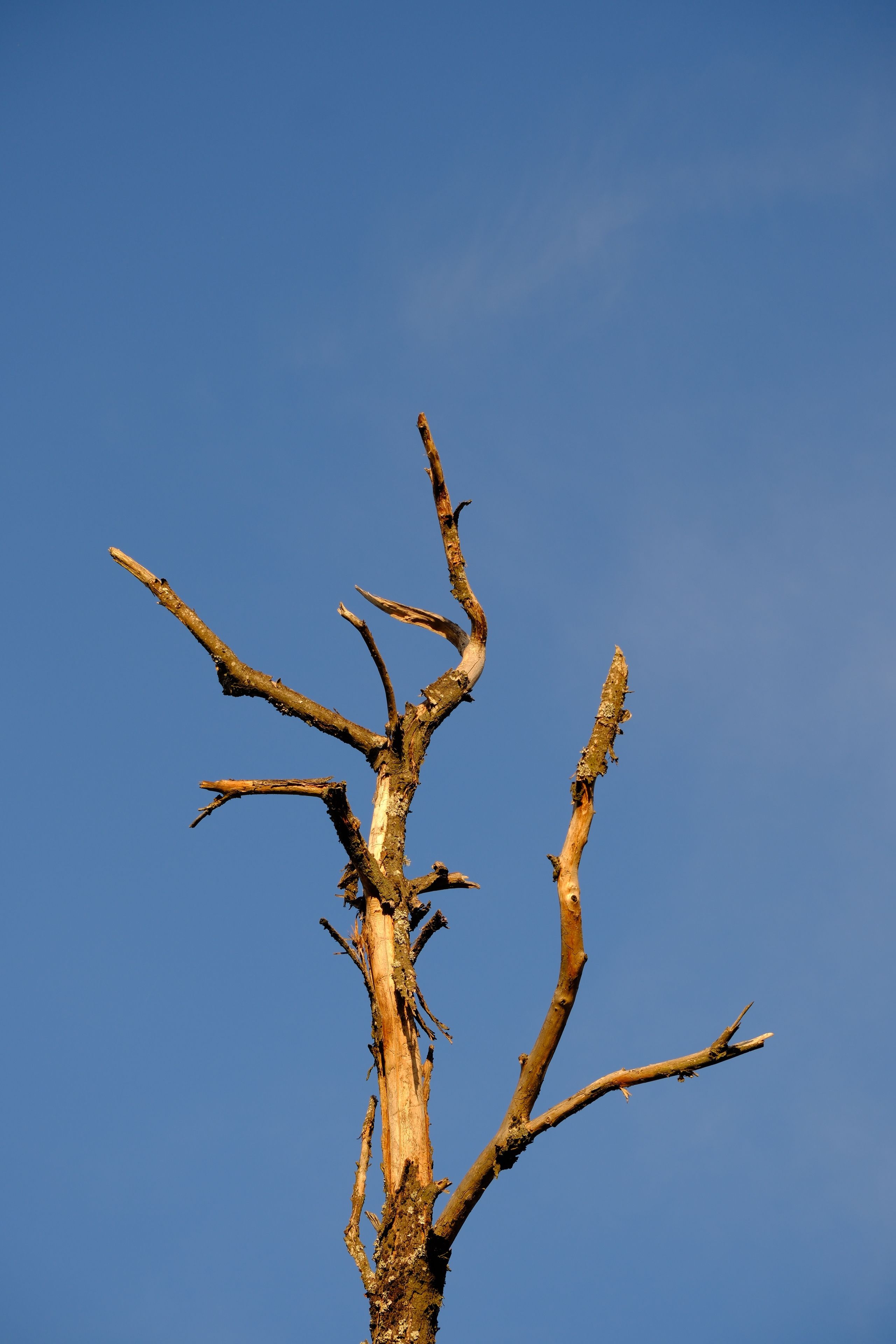 Barren Tree Branches Against Clear Blue Sky · Free Stock Photo