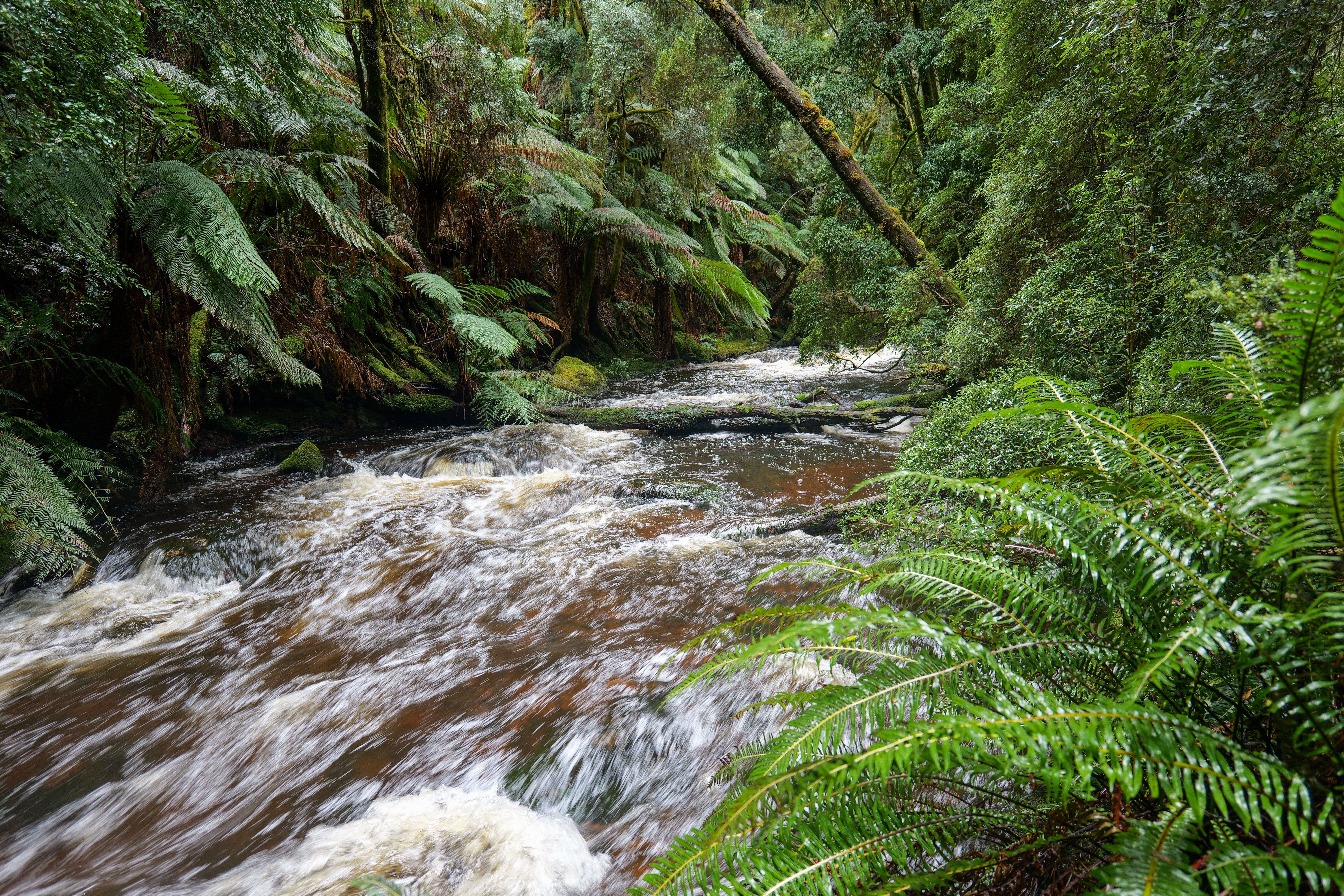Lush Forest Stream in Tasmania's Wilderness · Free Stock Photo
