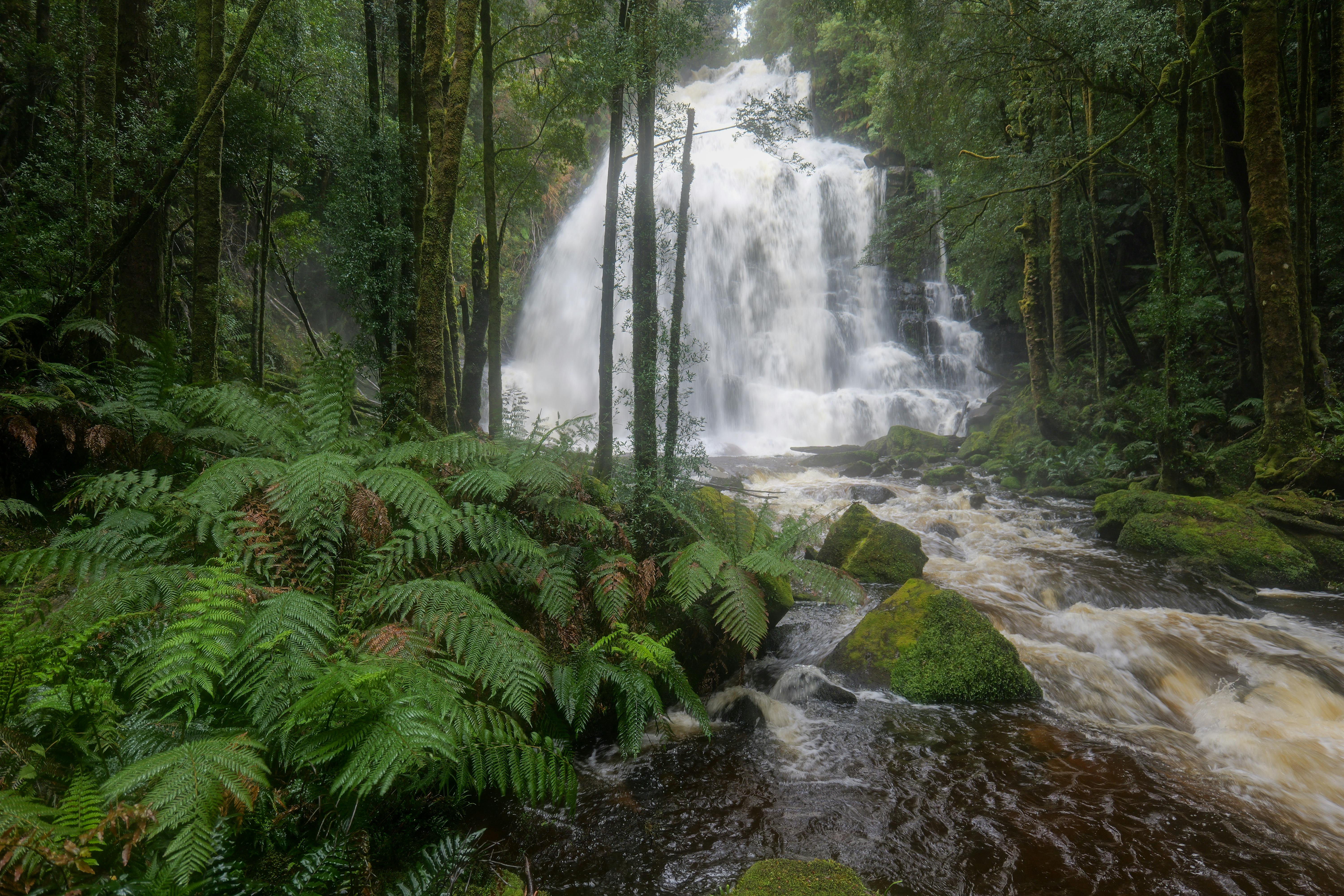 Majestic Waterfall in Tasmania's Lush Forest · Free Stock Photo