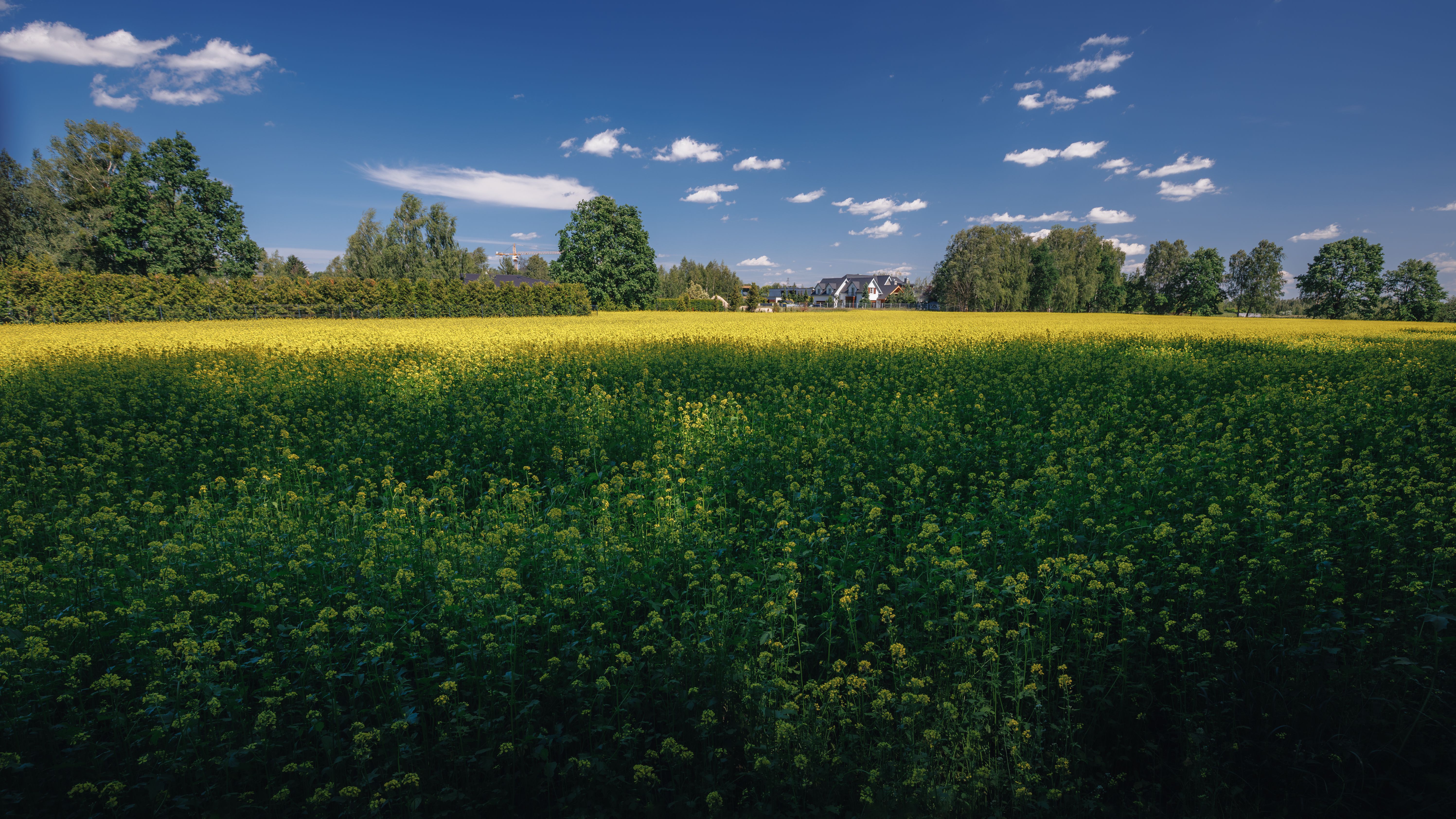 Idyllic Polish Countryside with Mustard Fields · Free Stock Photo