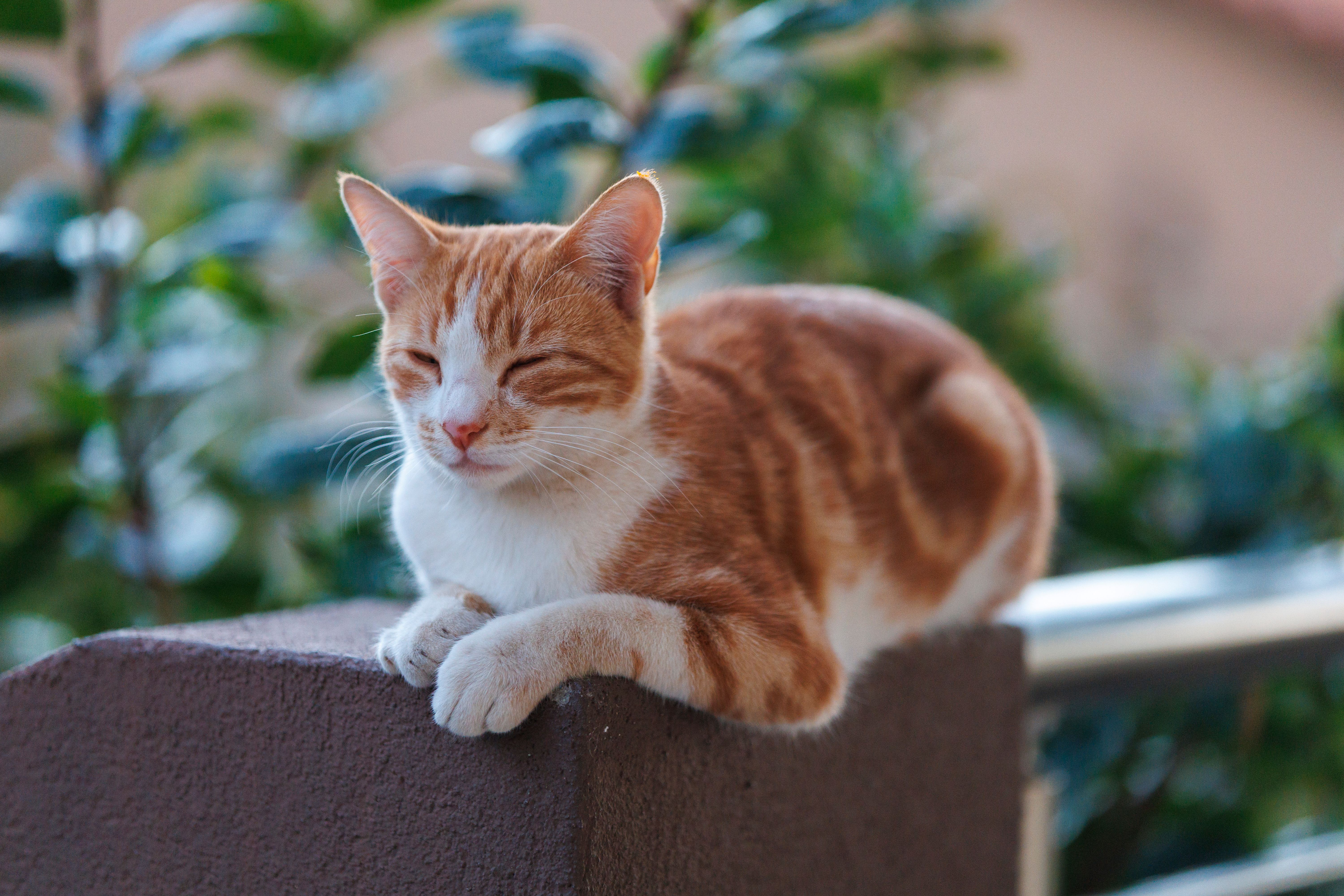 An Orange Tabby Cat · Free Stock Photo