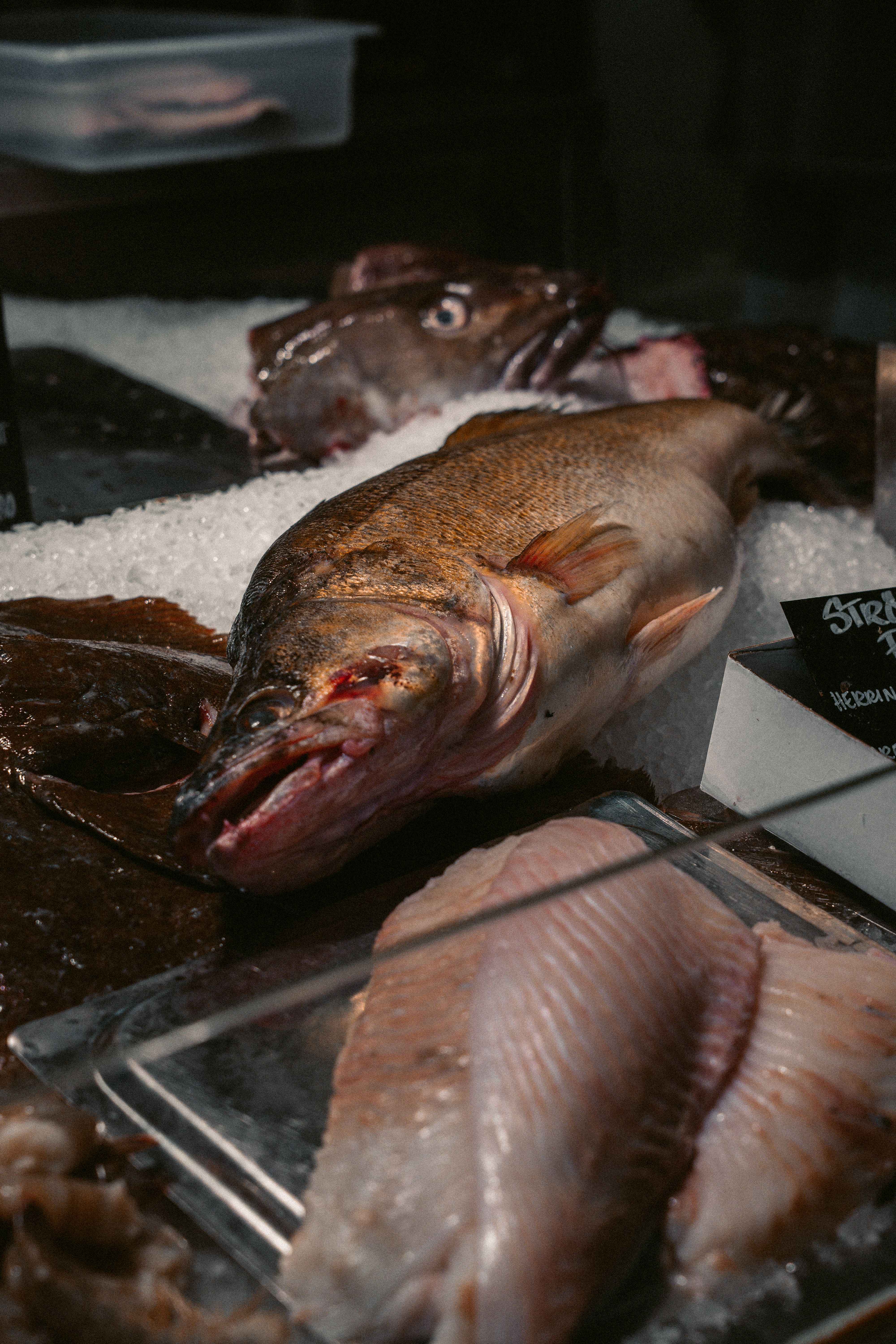 Halibut Fish Photos, Download The BEST Free Halibut Fish Stock Photos ...
