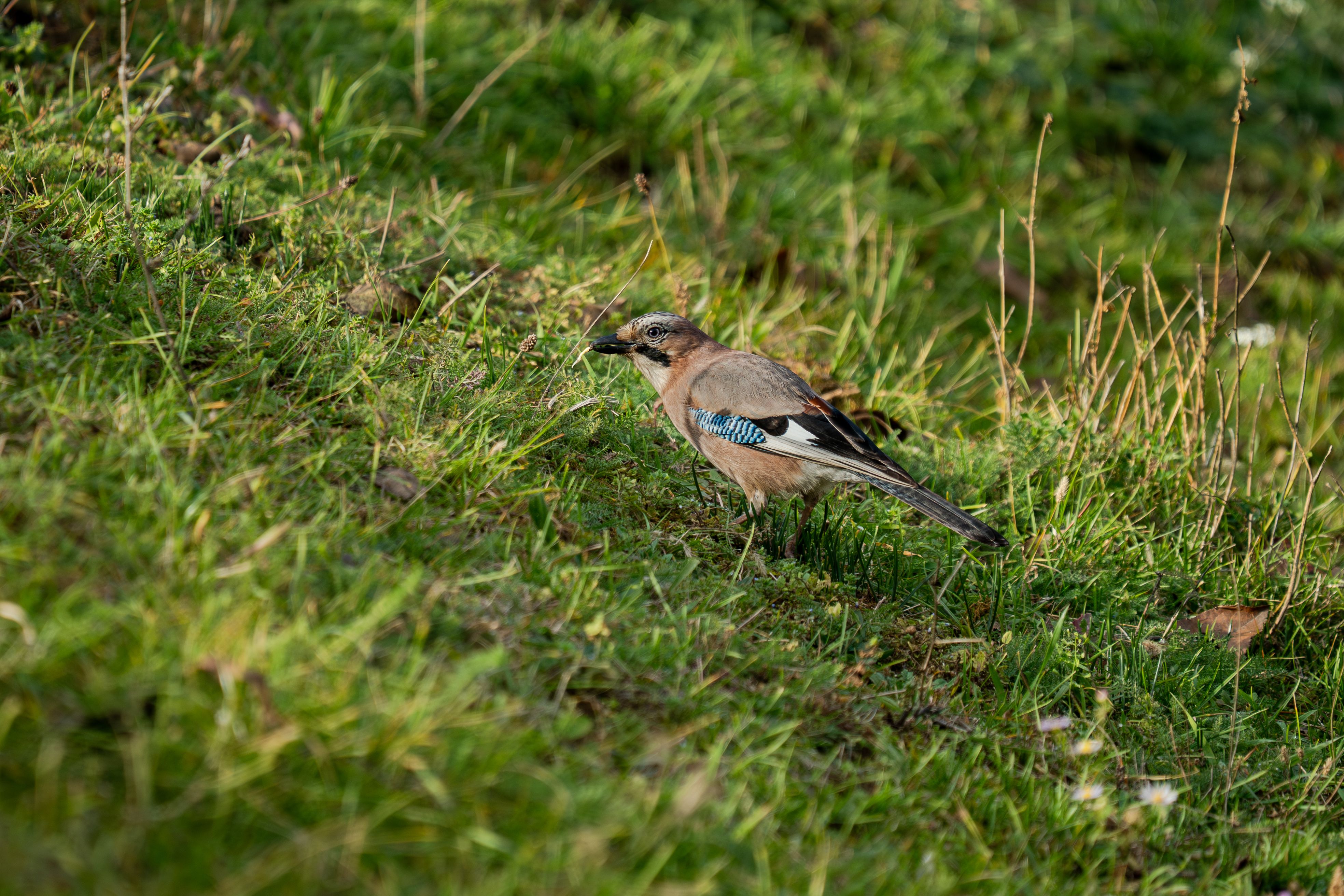 Eurasian Jay on Lush Green Grass · Free Stock Photo