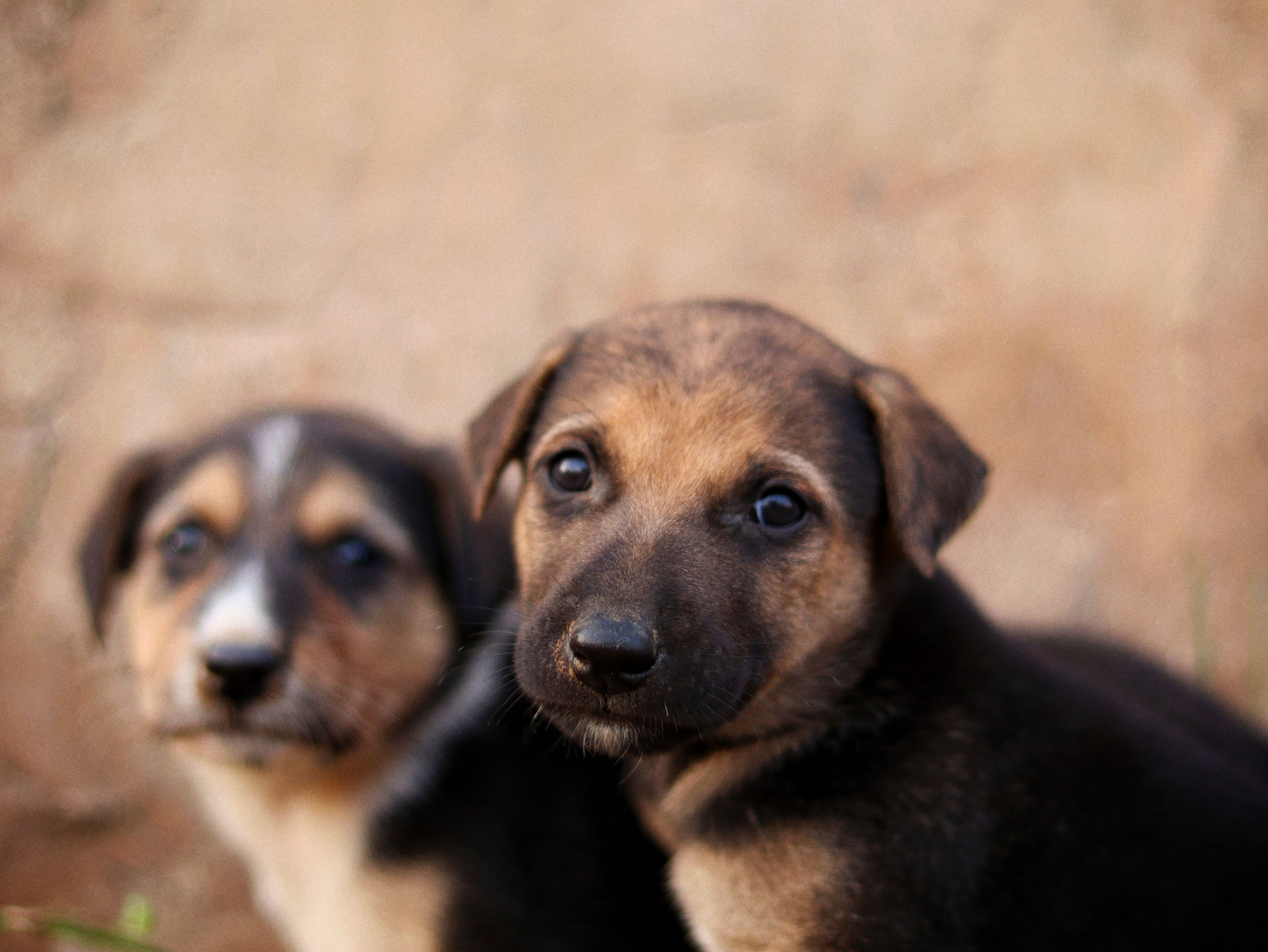 4,000+ Best Dog Photos · 100% Free Download · Pexels Stock Photos