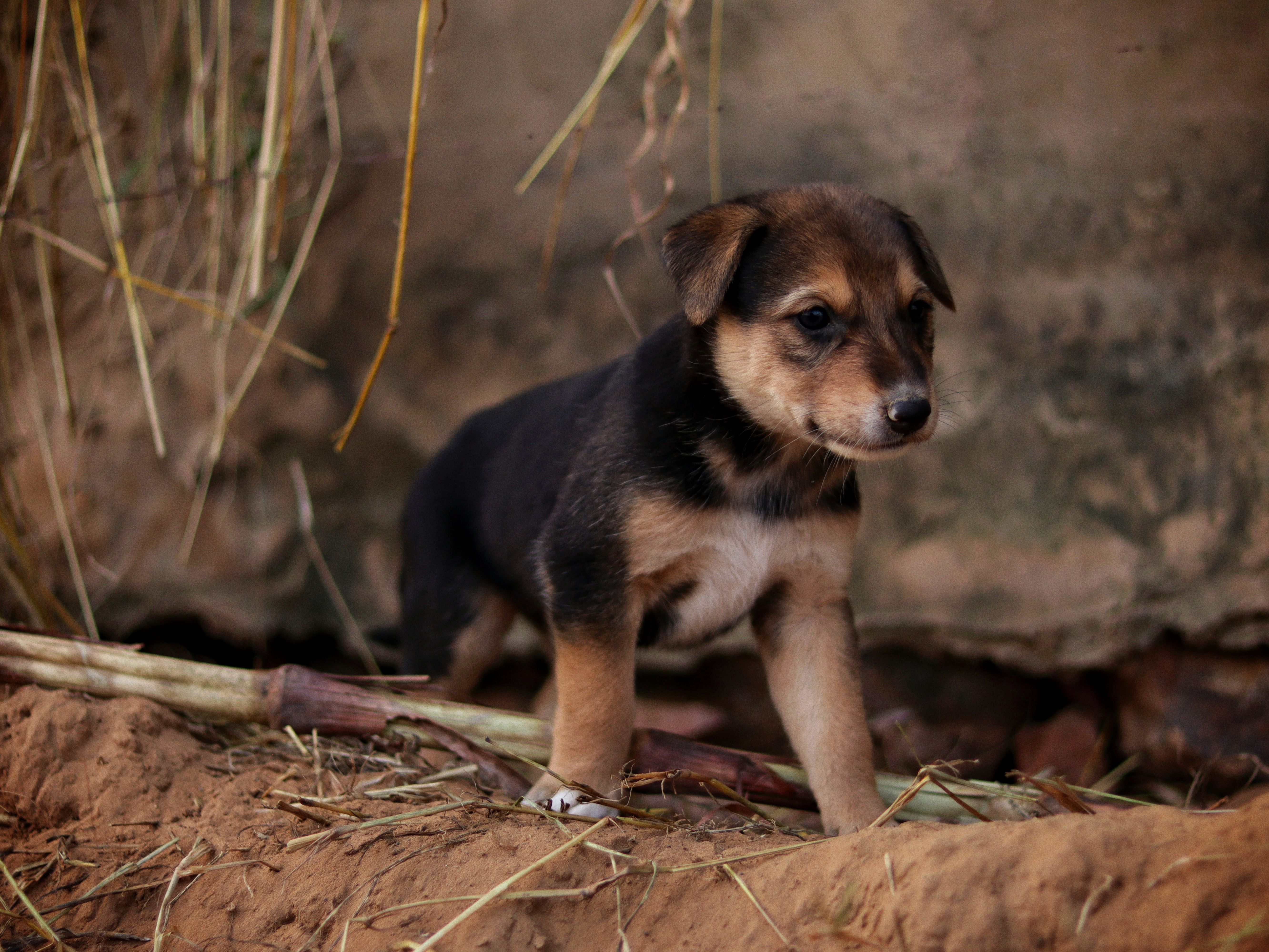 Adorable Puppy Exploring Outdoors on Autumn Day · Free Stock Photo
