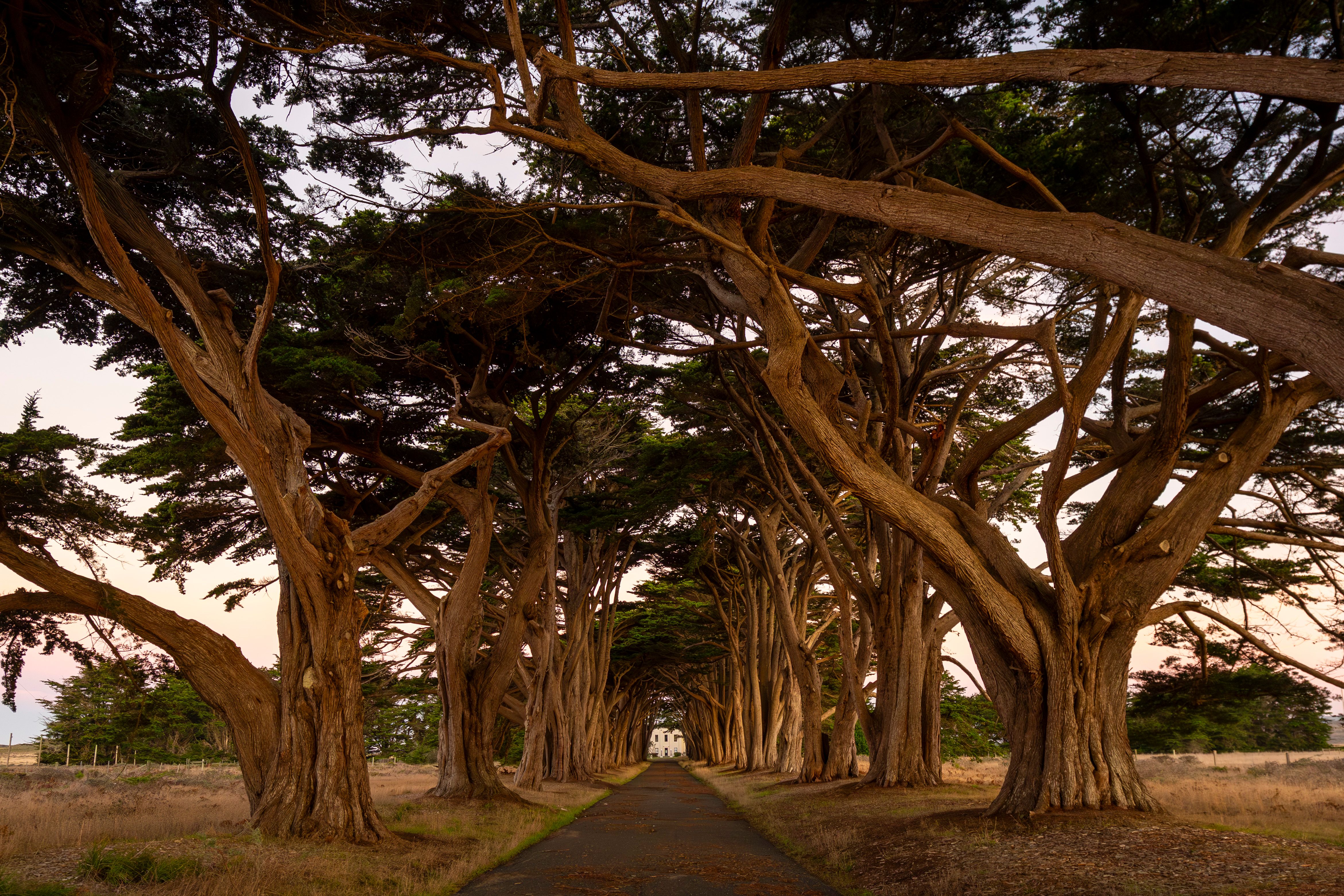 Majestic Cypress Tree Tunnel at Sunset · Free Stock Photo