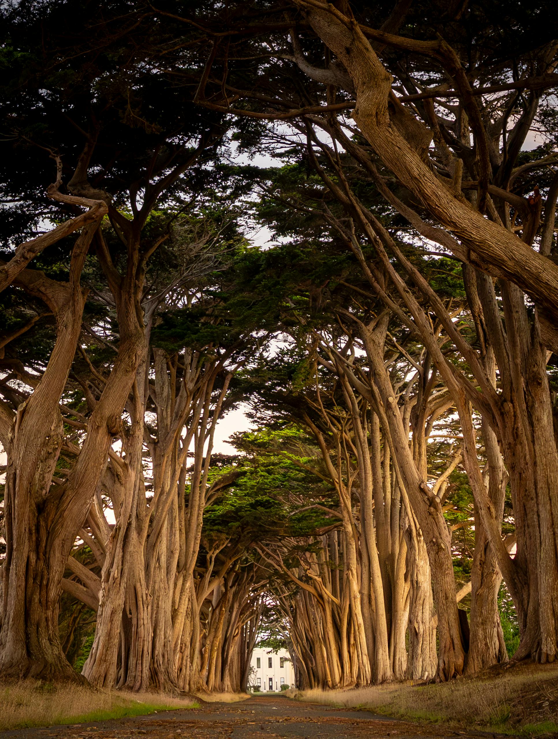 Enchanting Tunnel of Cypress Trees · Free Stock Photo