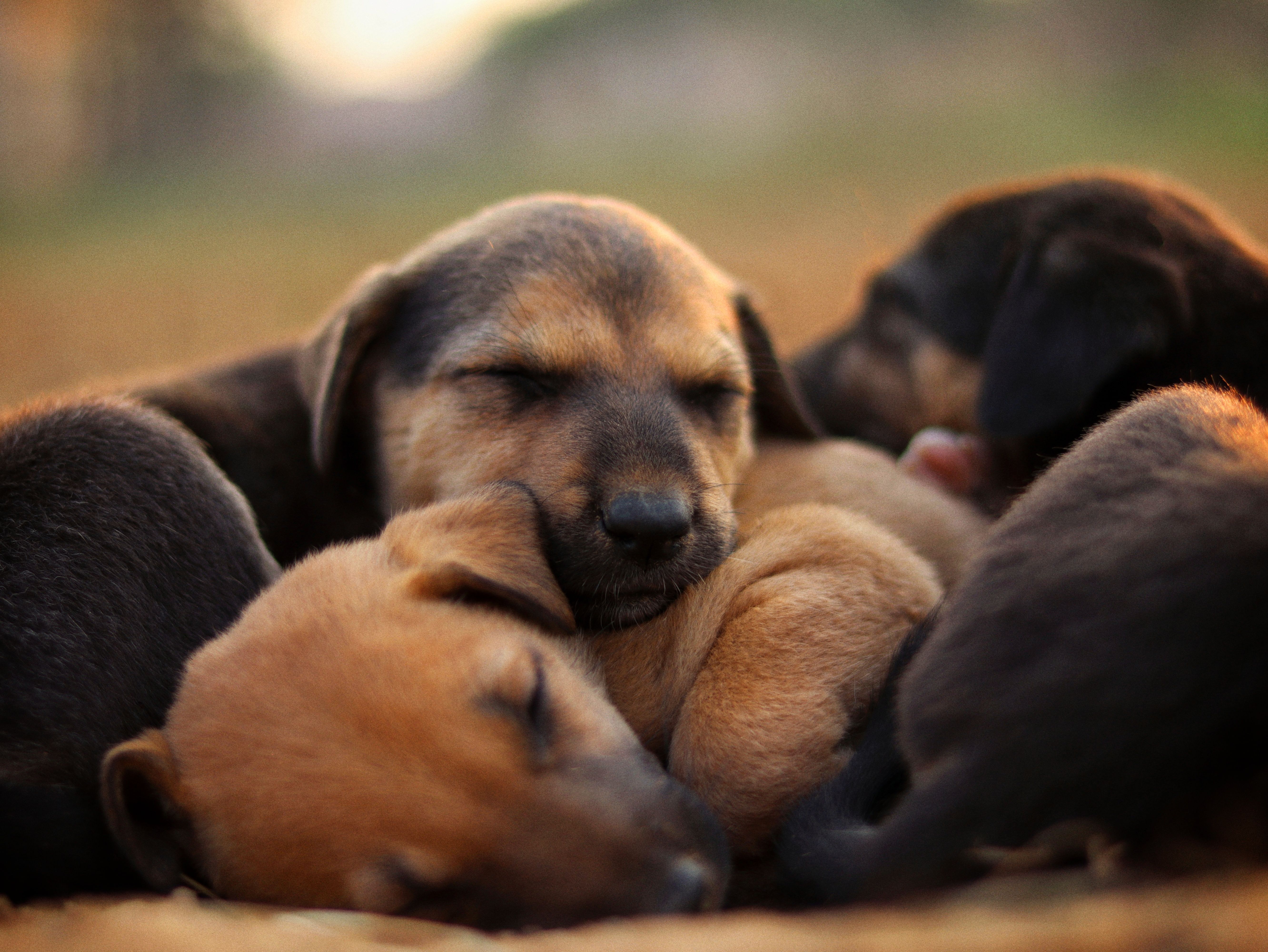 Adorable Sleepy Puppies Cuddling Outdoors · Free Stock Photo