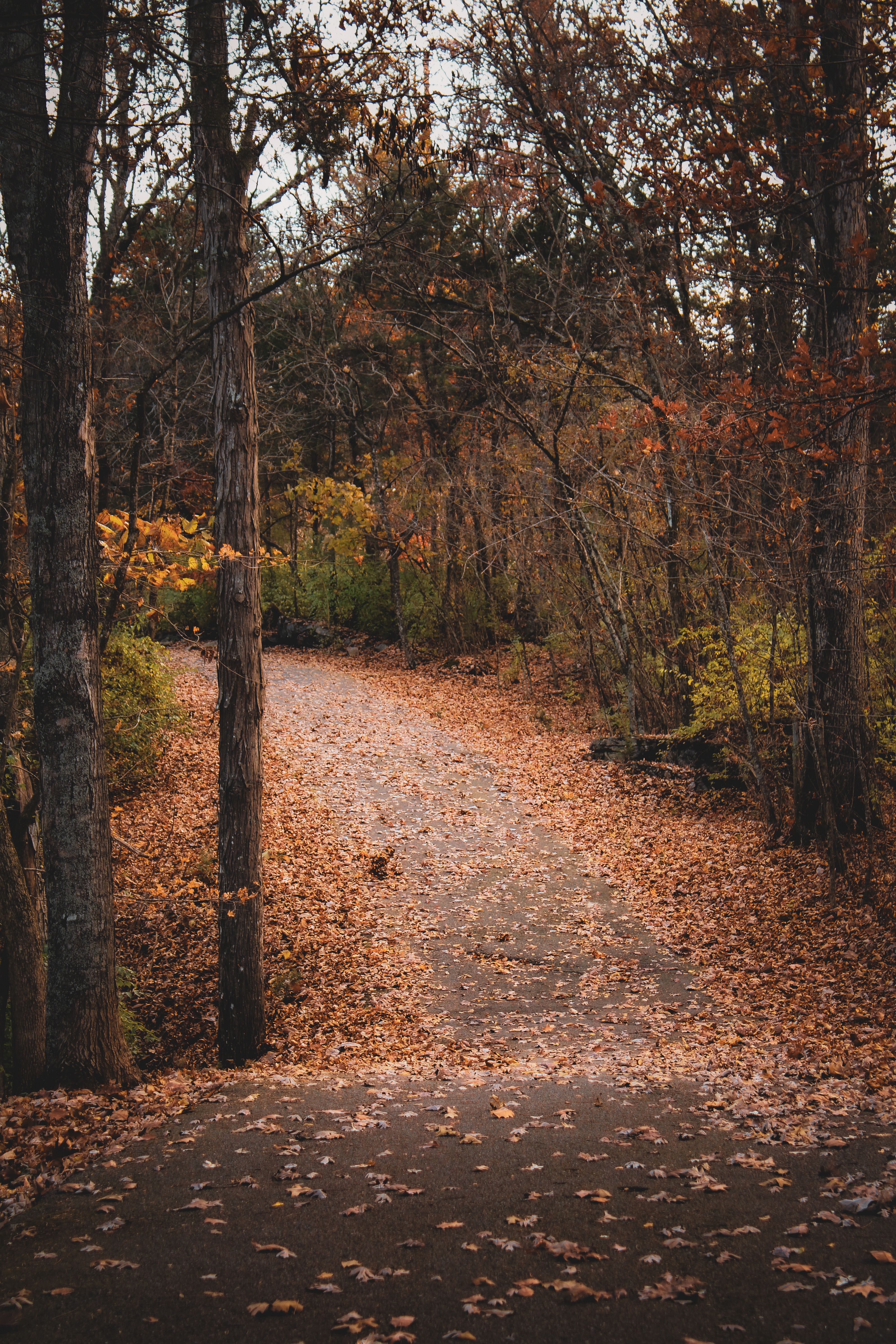 Serene Autumn Forest Pathway with Falling Leaves · Free Stock Photo
