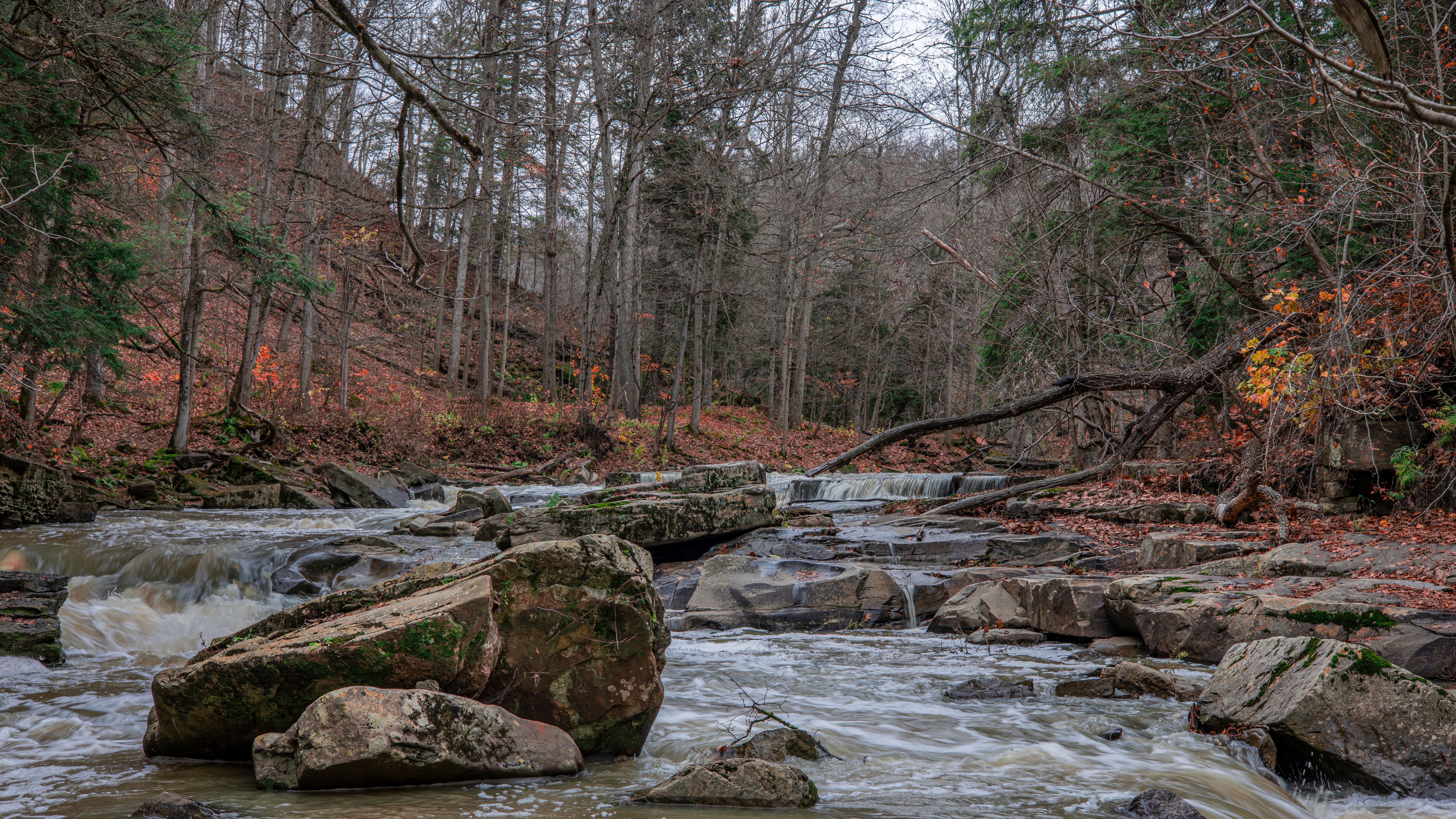 Tranquil Autumn Stream in a Forested Area · Free Stock Photo