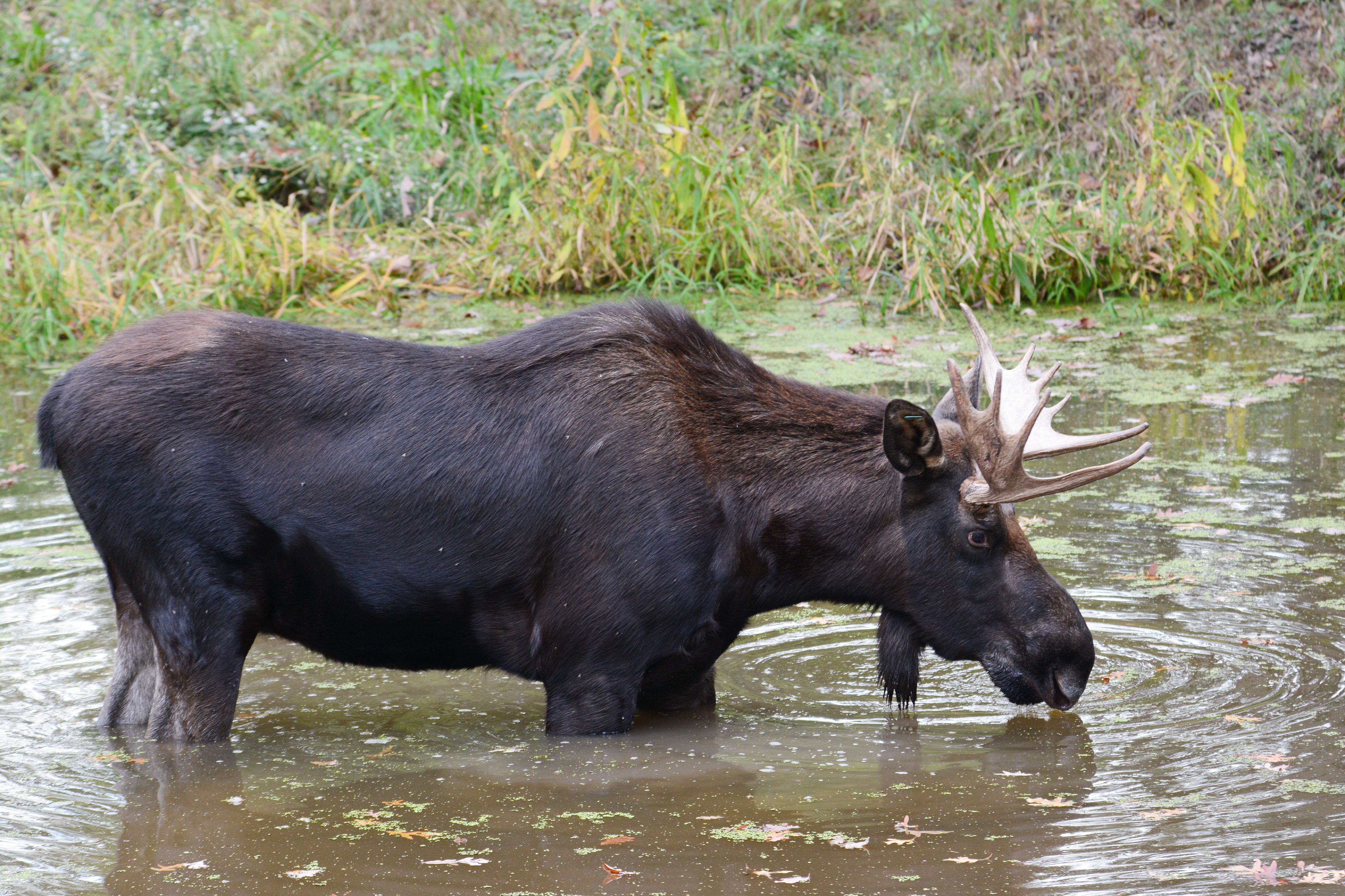 Moose Photos, Download The BEST Free Moose Stock Photos & HD Images