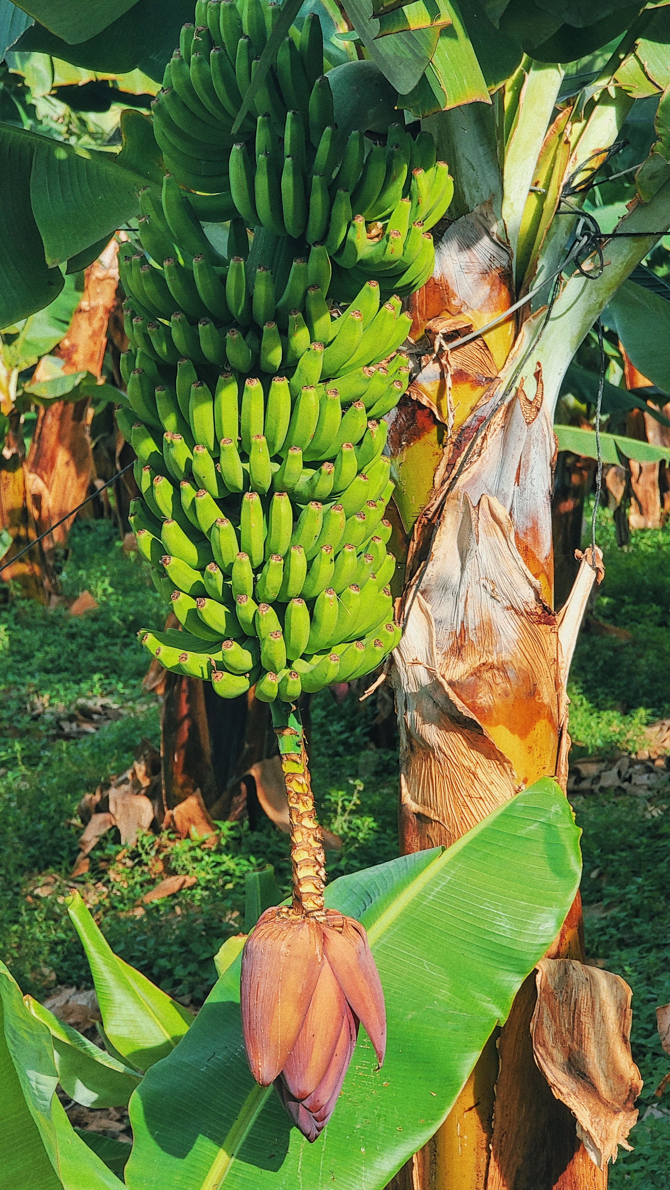 Lush Banana Plantation in Sunny Spain · Free Stock Photo