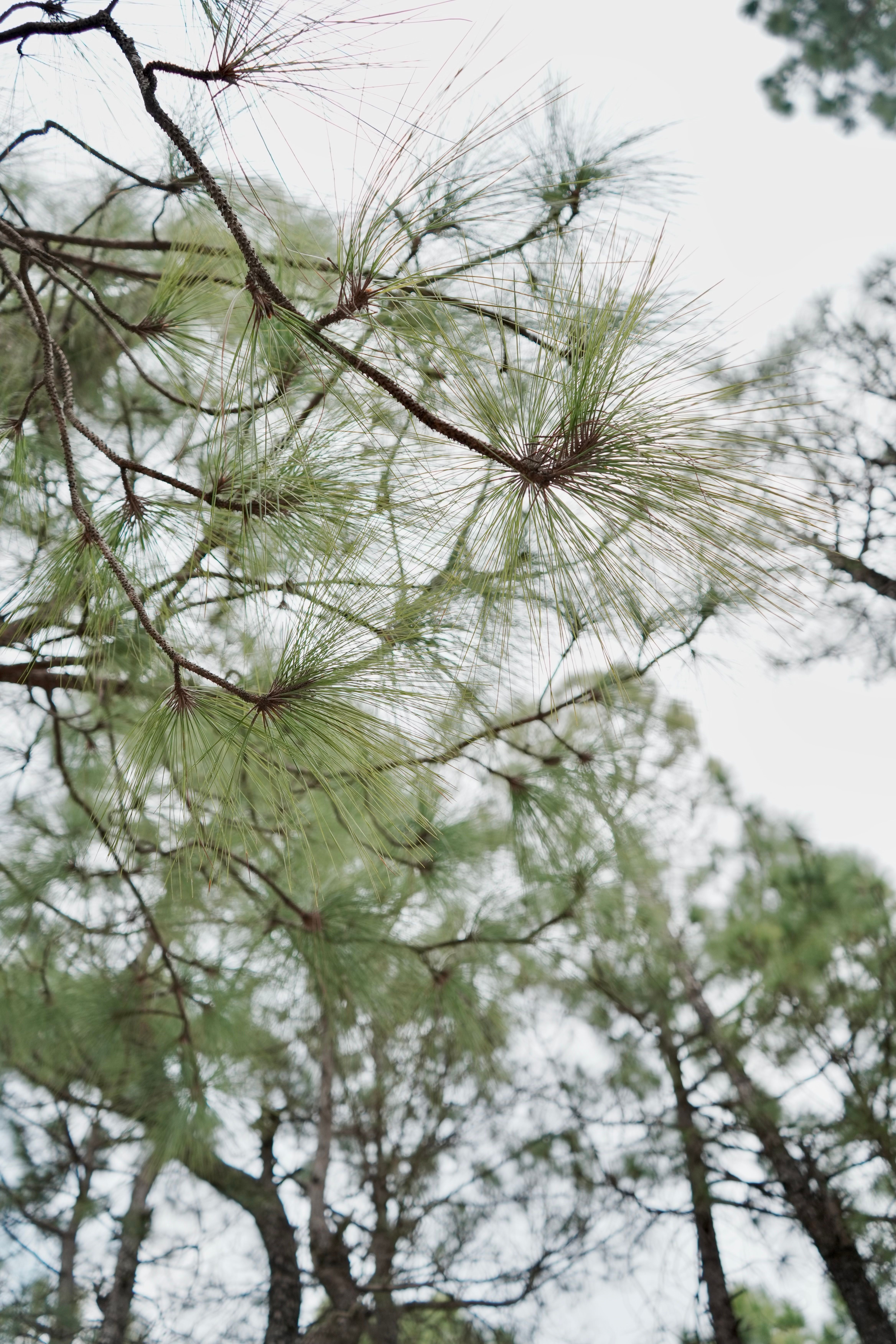 Serene Pine Tree Canopy in Nature Look-Up View · Free Stock Photo