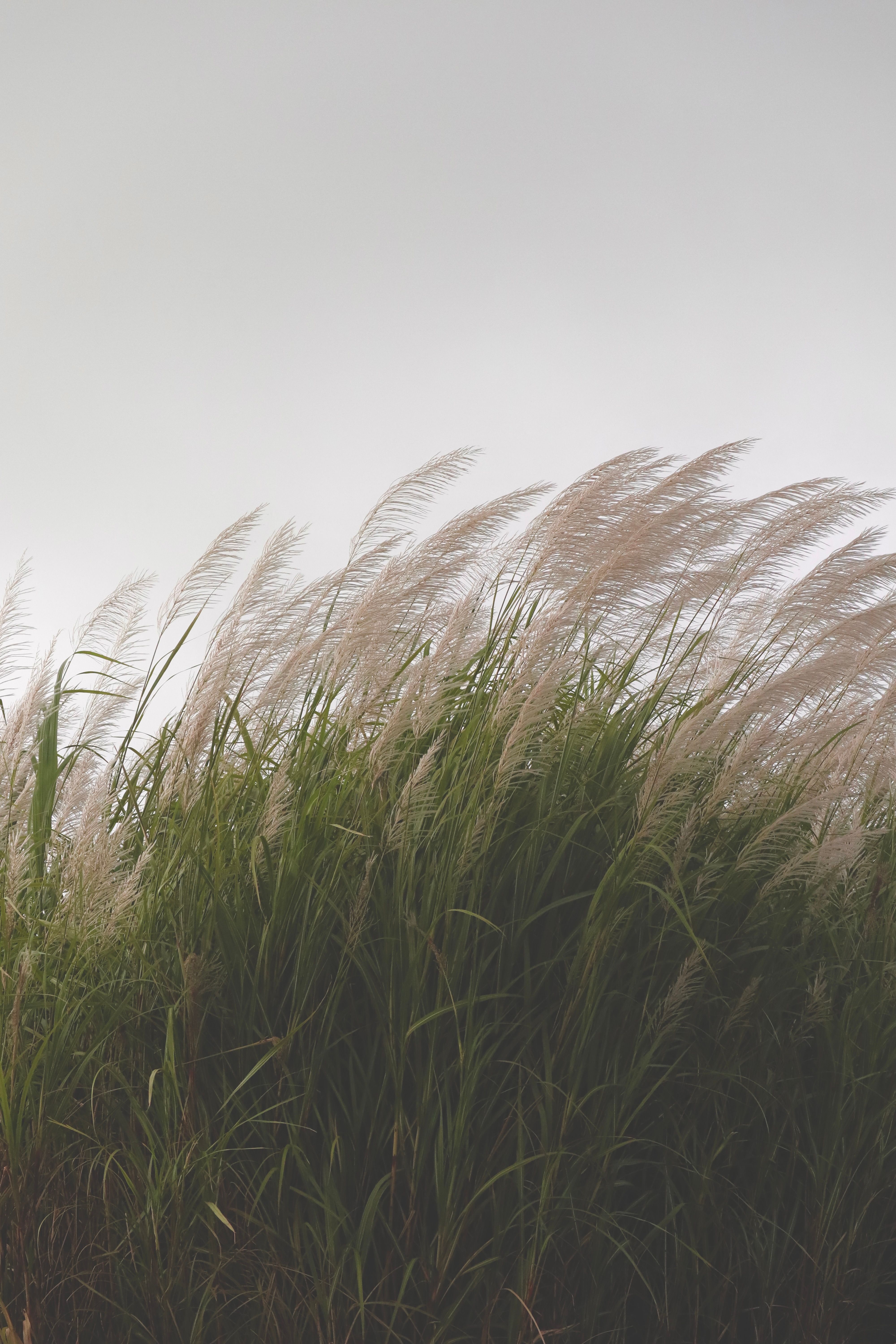 Tall Green Grassy Field Swaying in Gentle Breeze · Free Stock Photo