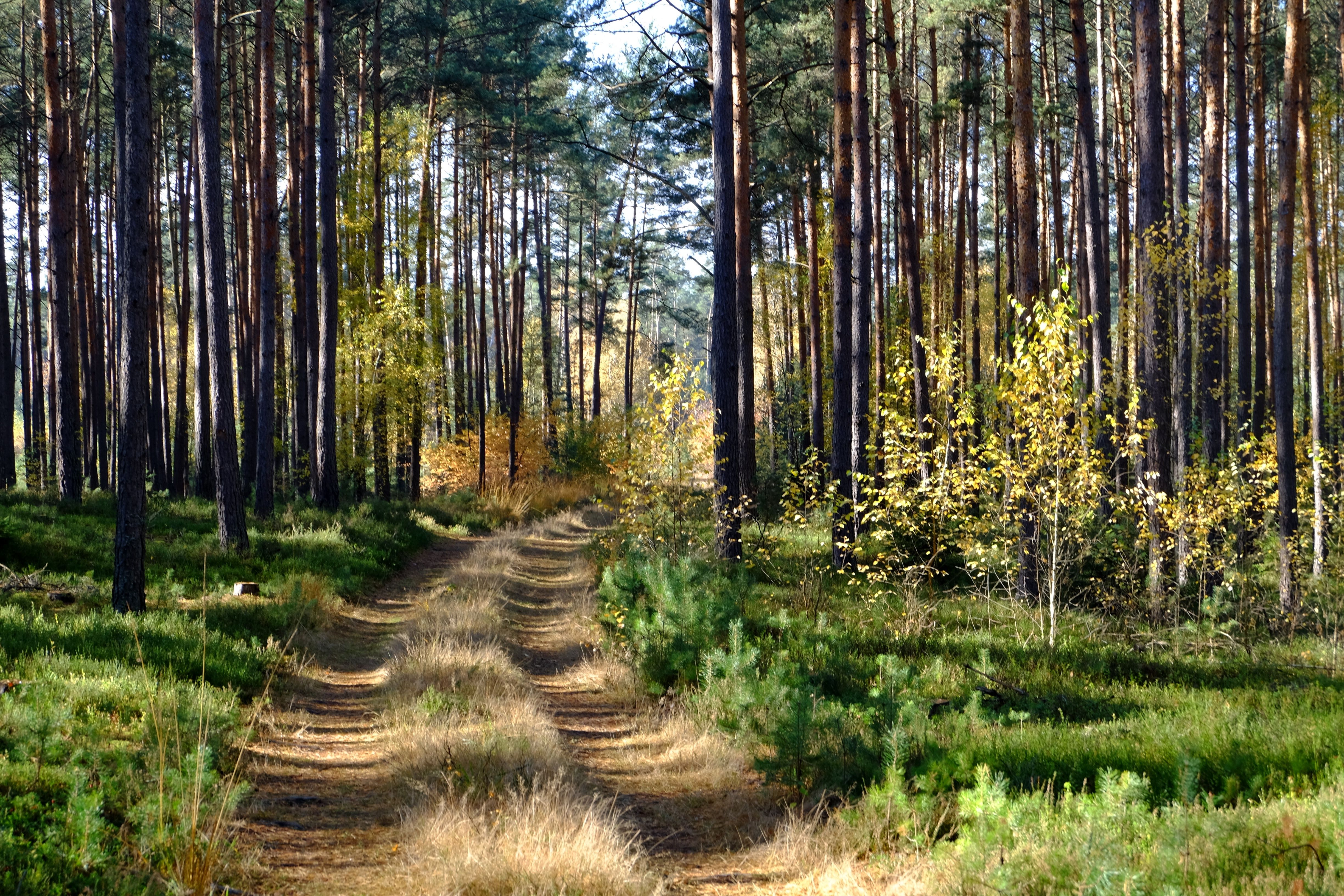 Scenic Forest Pathway Lined with Tall Pine Trees · Free Stock Photo