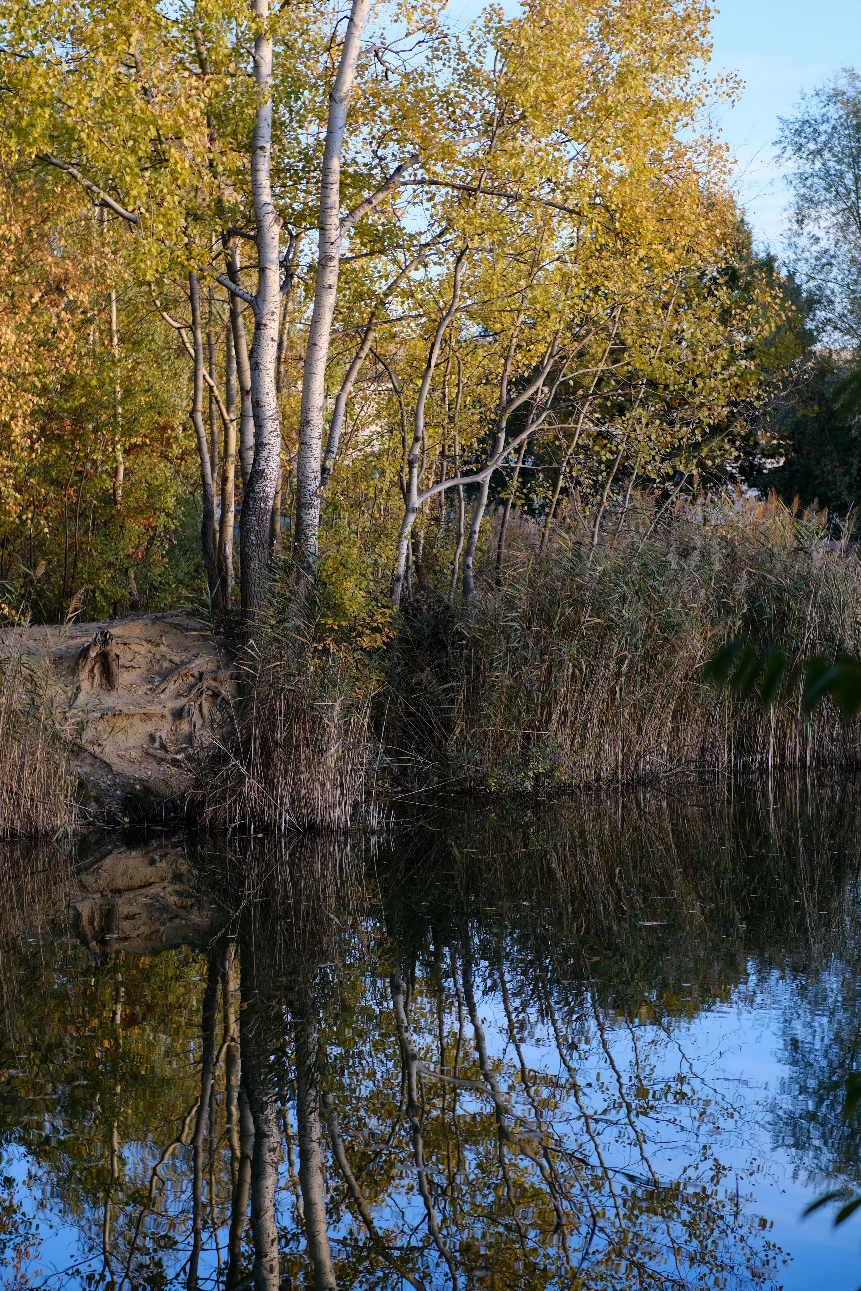 Serene Autumn Reflections by Riverside · Free Stock Photo