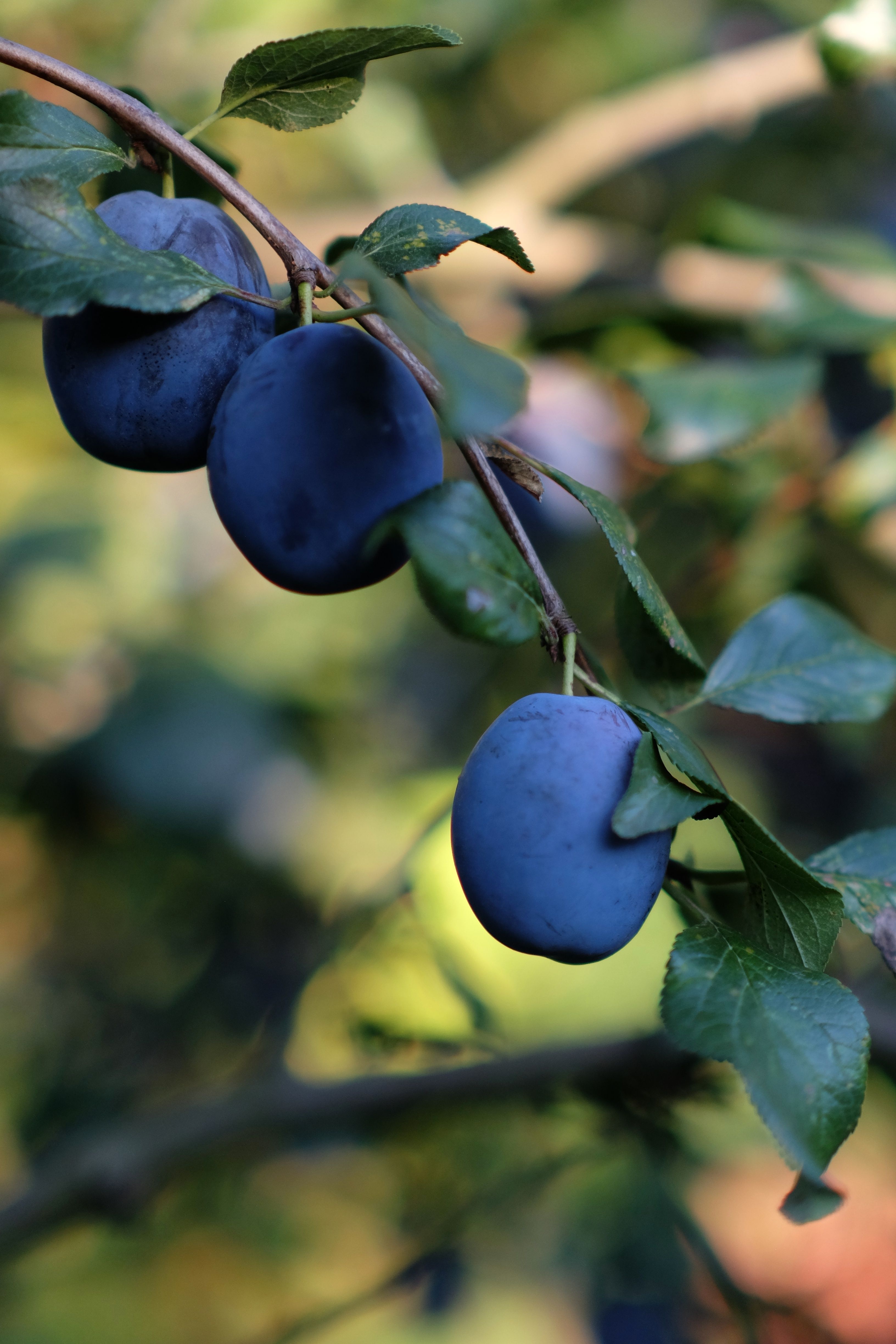 Close-up of Ripe Blue Plums on a Branch · Free Stock Photo