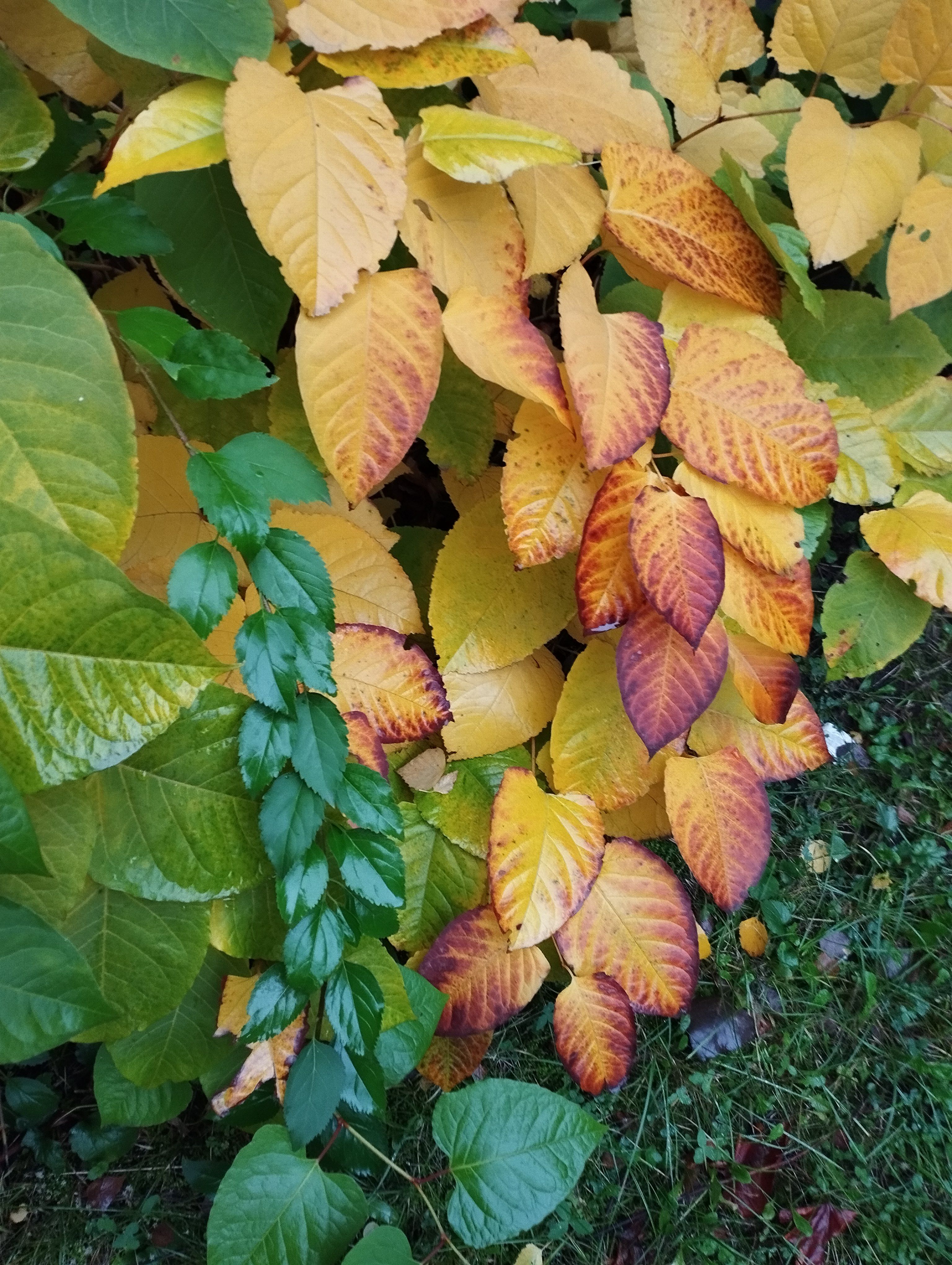 Vibrant Autumn Leaves in Natural Setting · Free Stock Photo