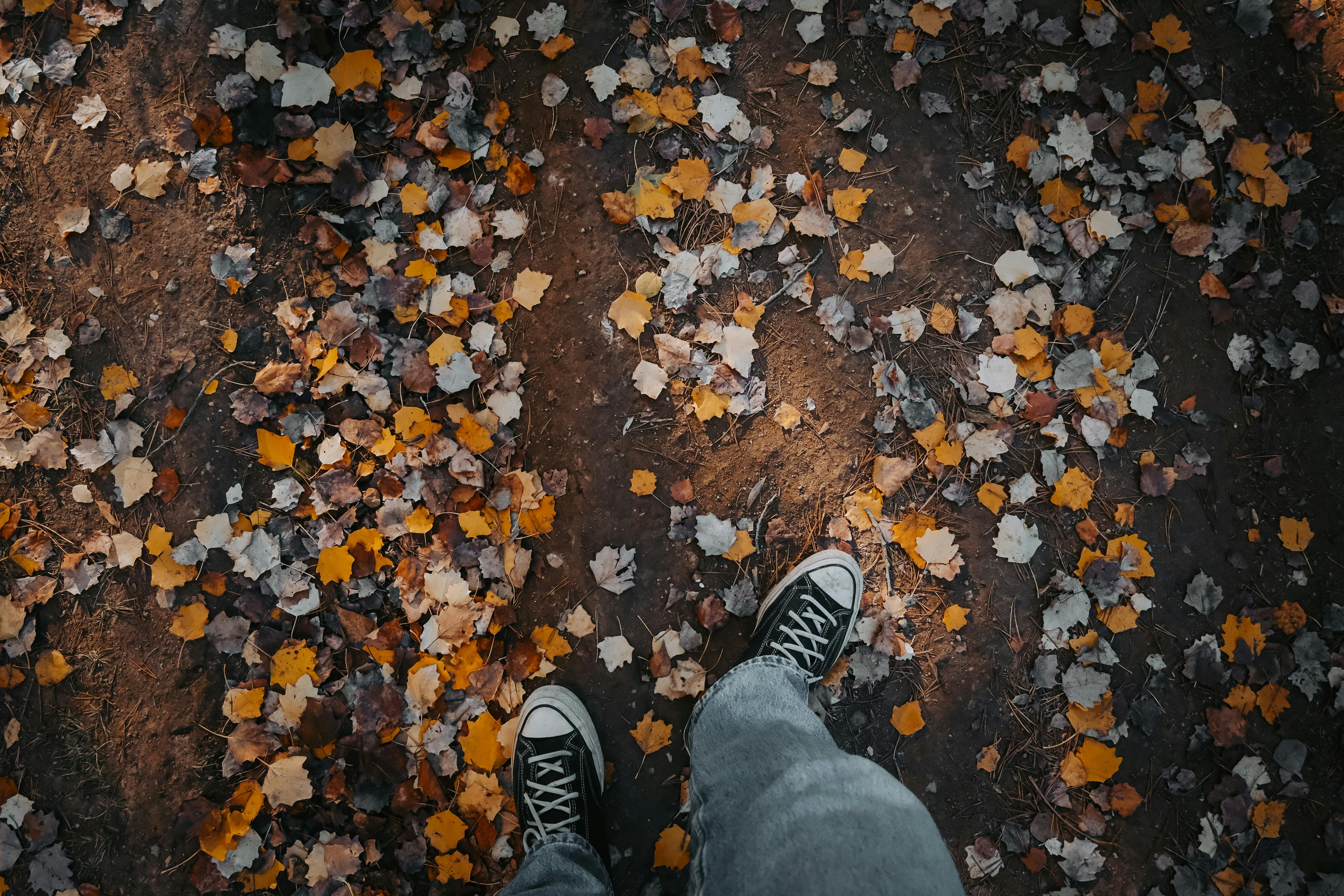 Trampling Photos, Download The BEST Free Trampling Stock Photos & HD Images