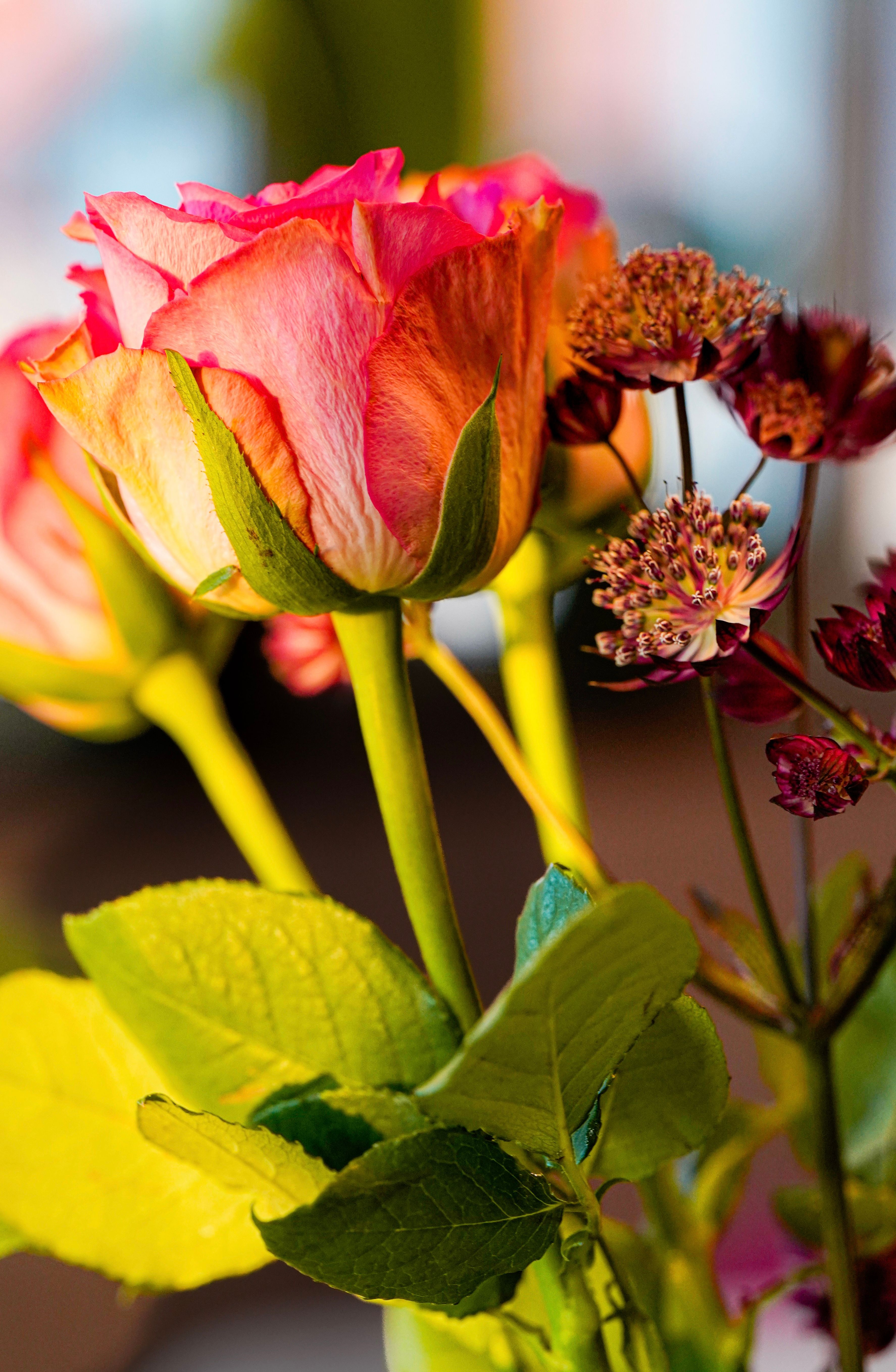 Vibrant Floral Arrangement with Pink Roses · Free Stock Photo