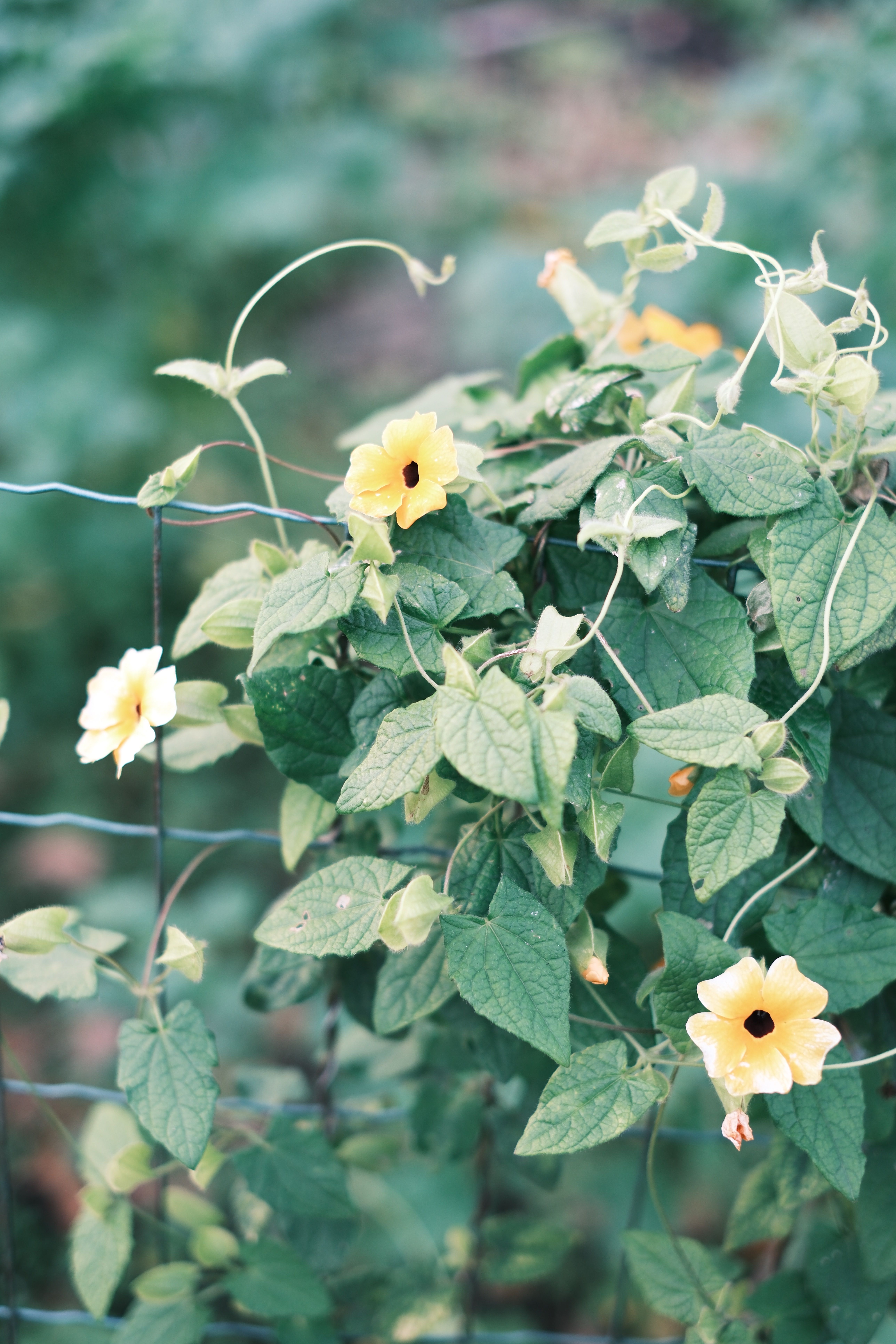 Vines And Plants Pretty Room Photos, Download The BEST Free Vines And ...