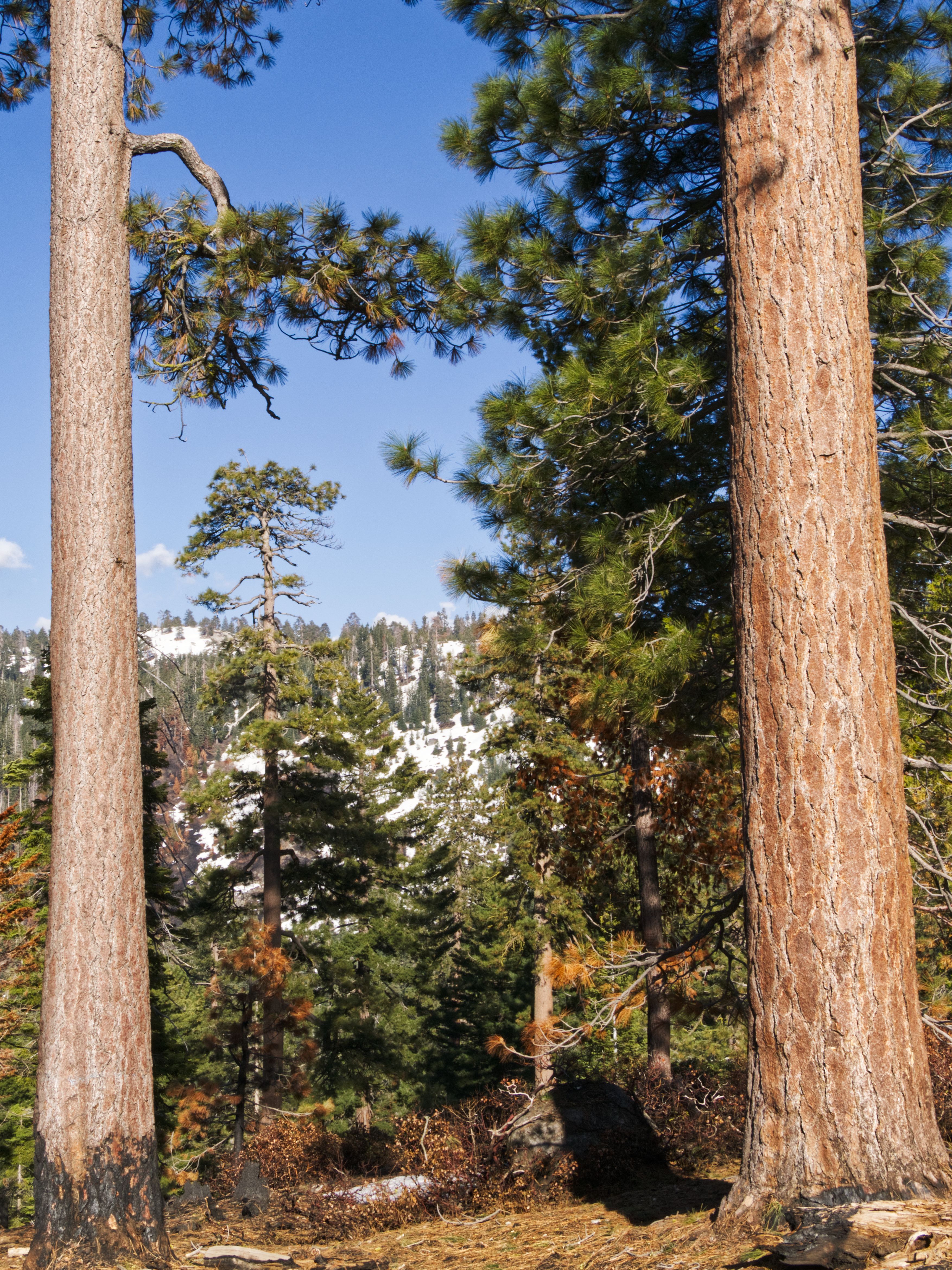 Serene Forest Landscape in California Sunlight · Free Stock Photo