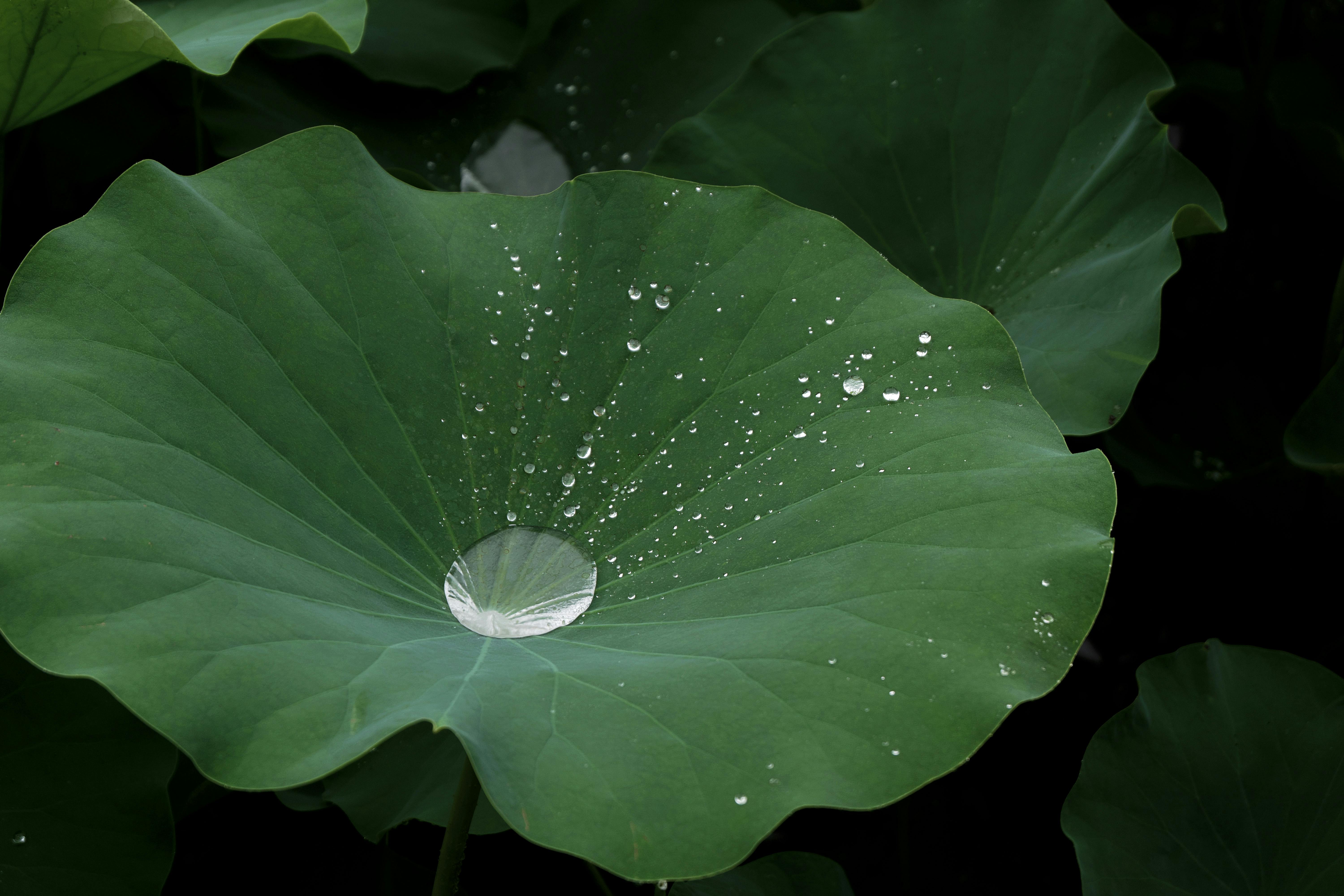 Lotus Leaf with Water Droplets in Nature · Free Stock Photo