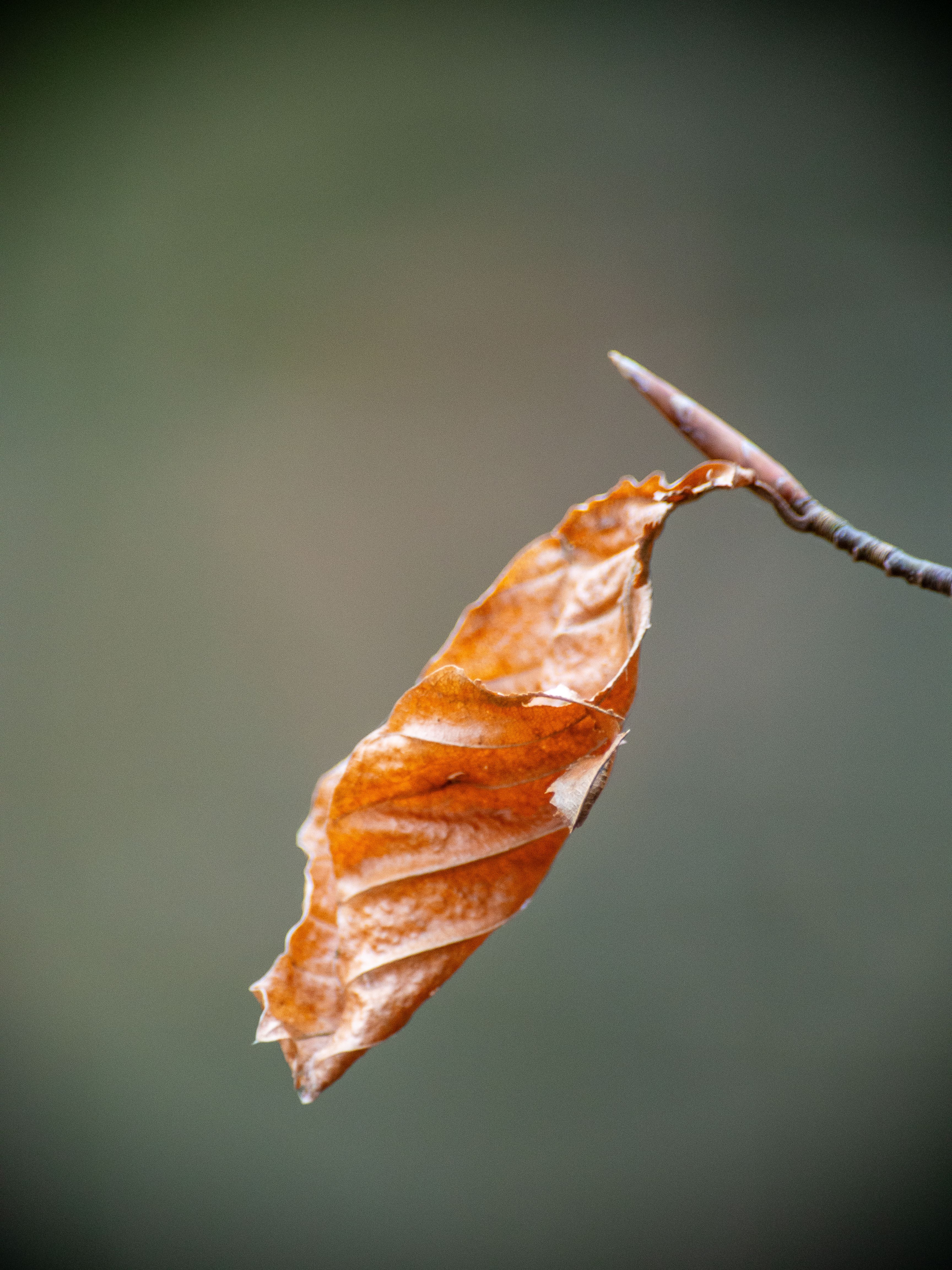 Bended Leaf Photos, Download The BEST Free Bended Leaf Stock Photos ...