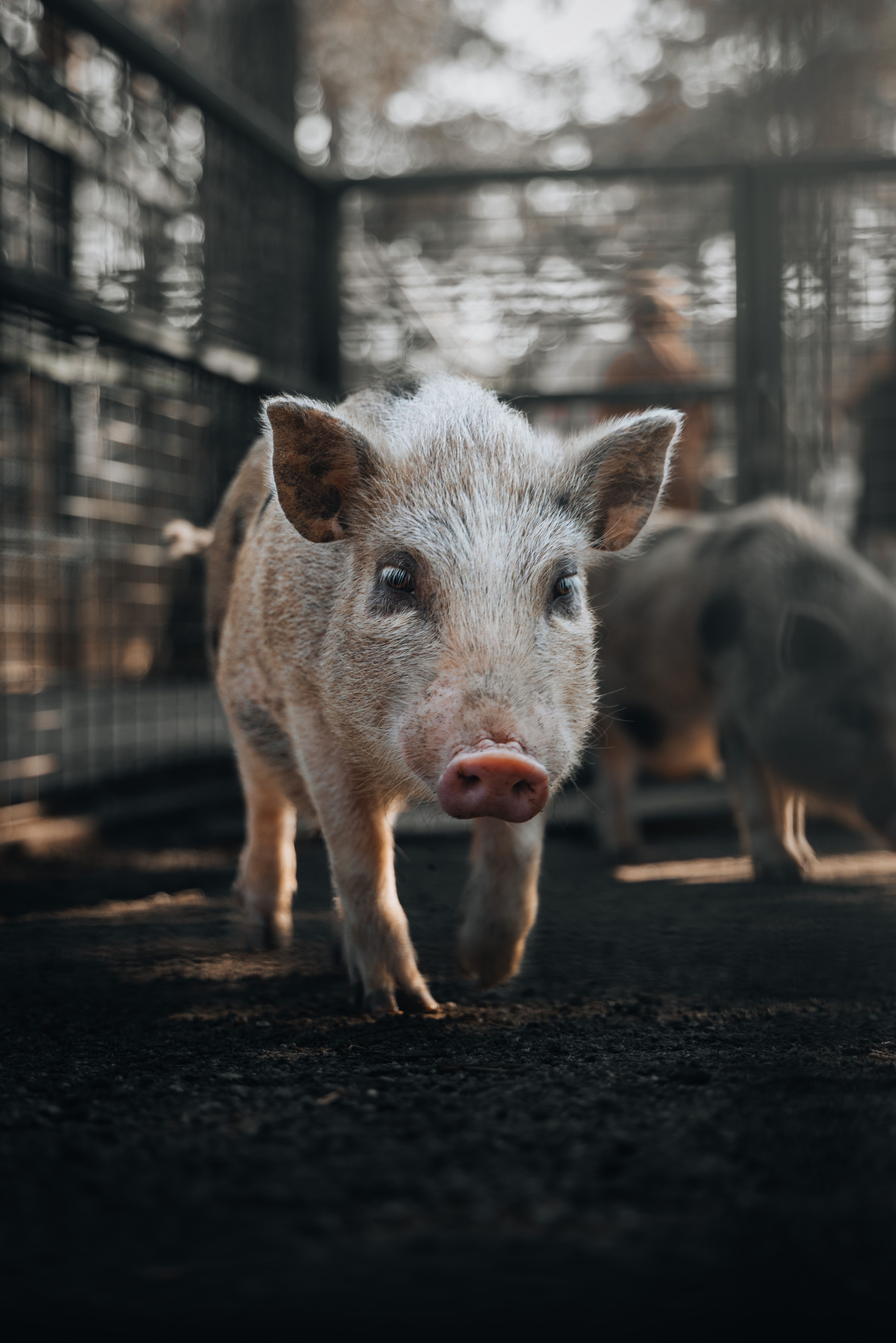 Close-up of a Domestic Pig on a Farm · Free Stock Photo