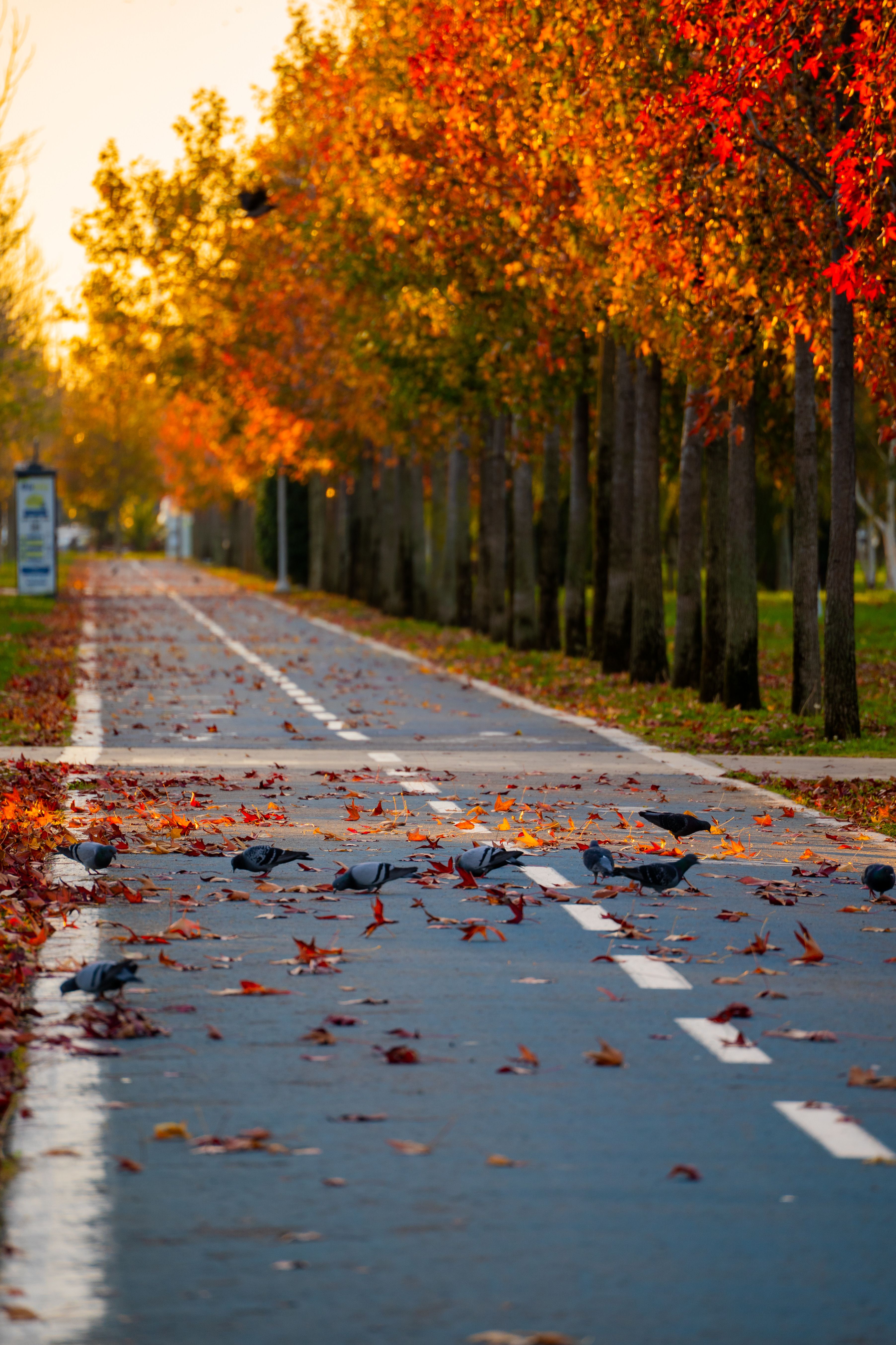 Scenic Autumn Park Path with Fallen Leaves · Free Stock Photo