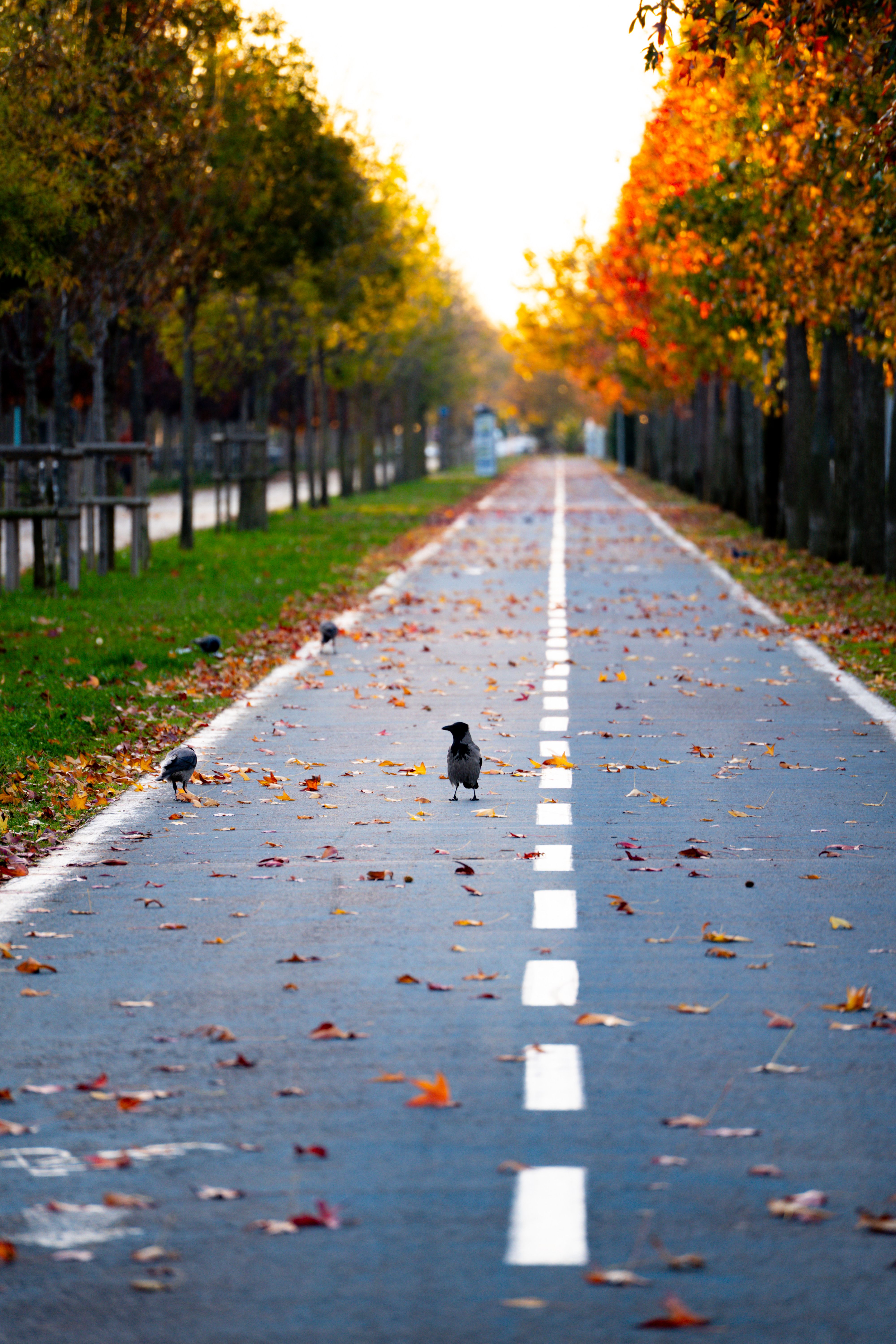 Birds Looking Straight Photos, Download The BEST Free Birds Looking ...