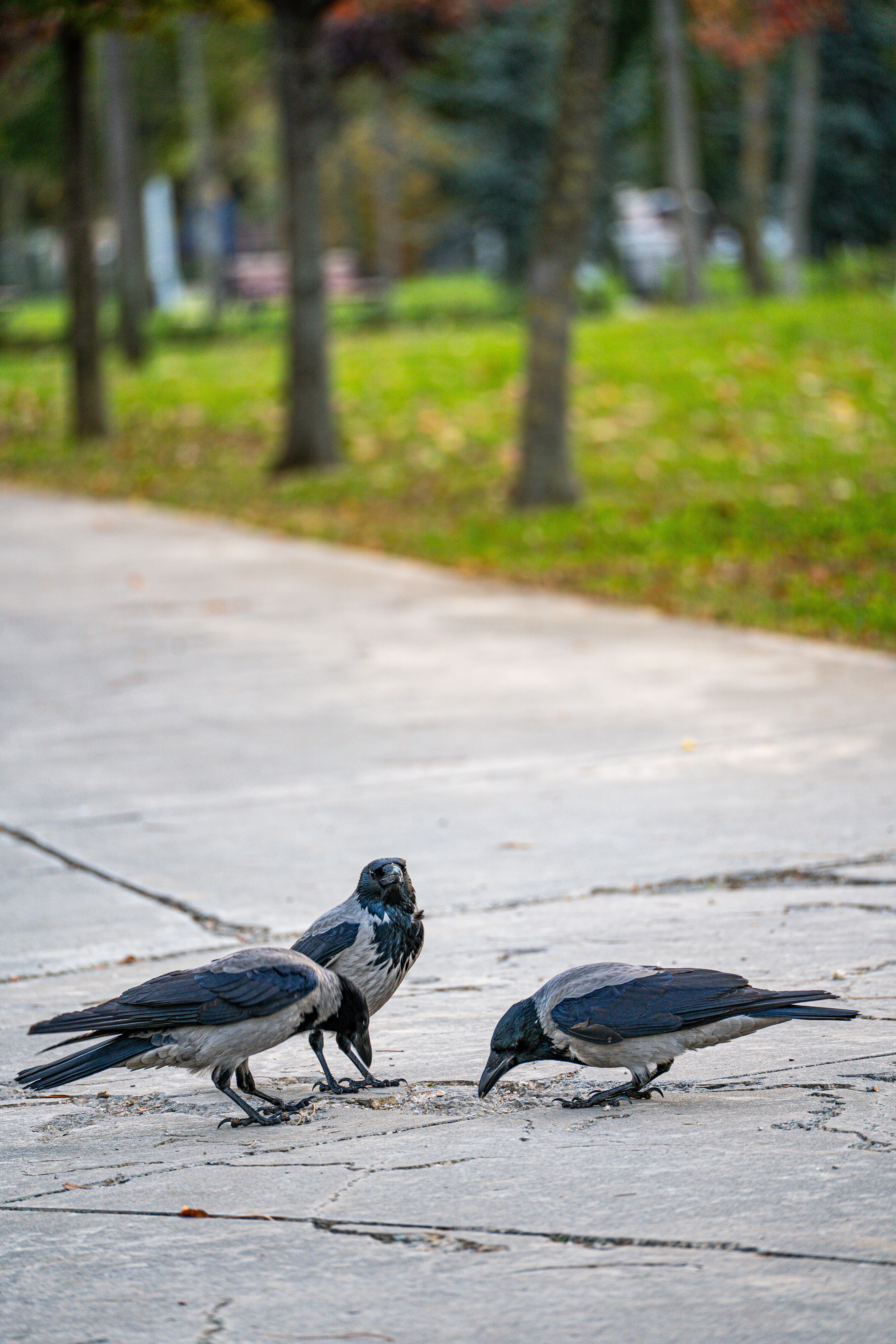 Three Hooded Crows on a Park Path in Autumn · Free Stock Photo