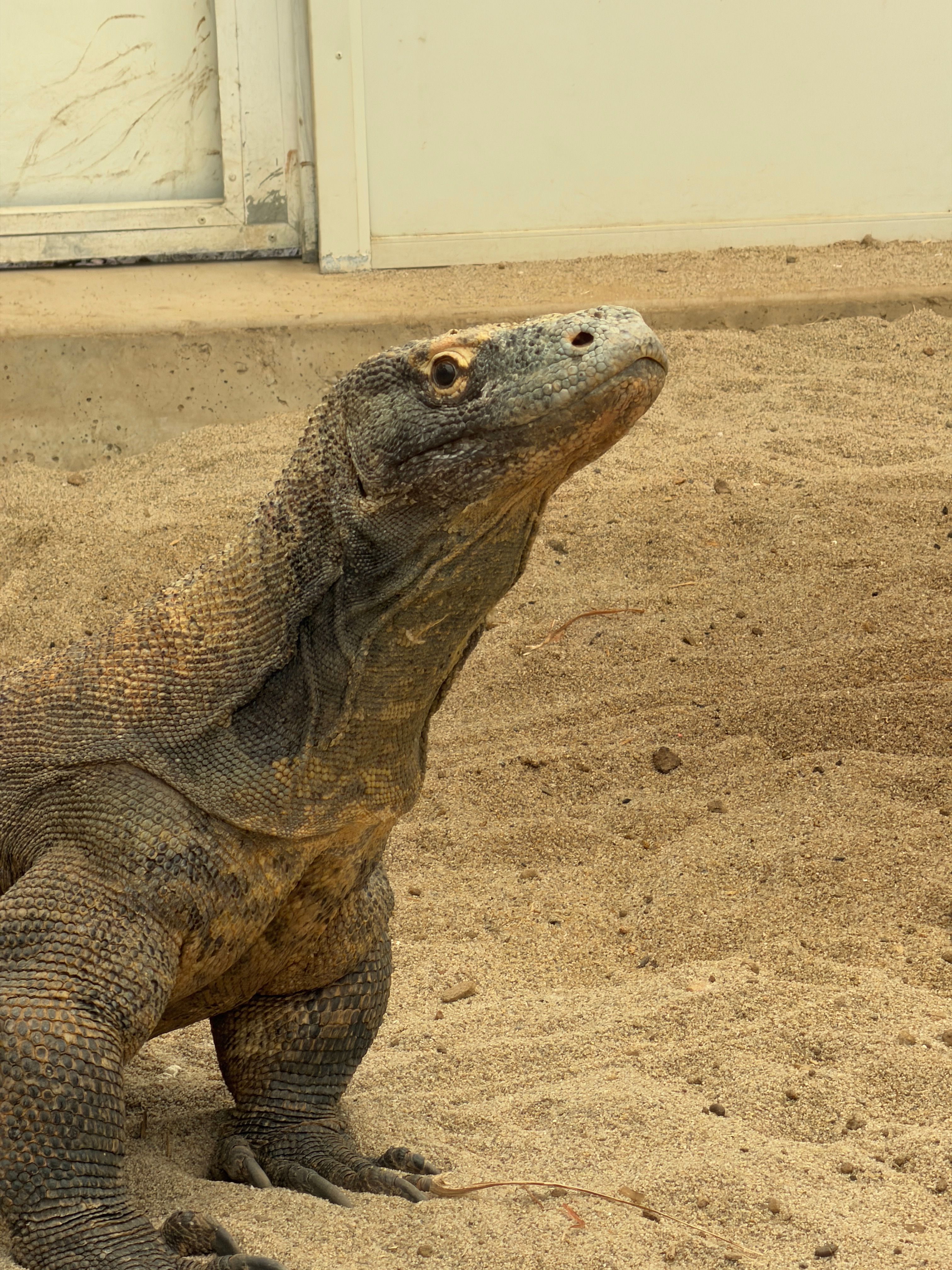 Komodo Dragon in Sandy Enclosure at Zoo · Free Stock Photo