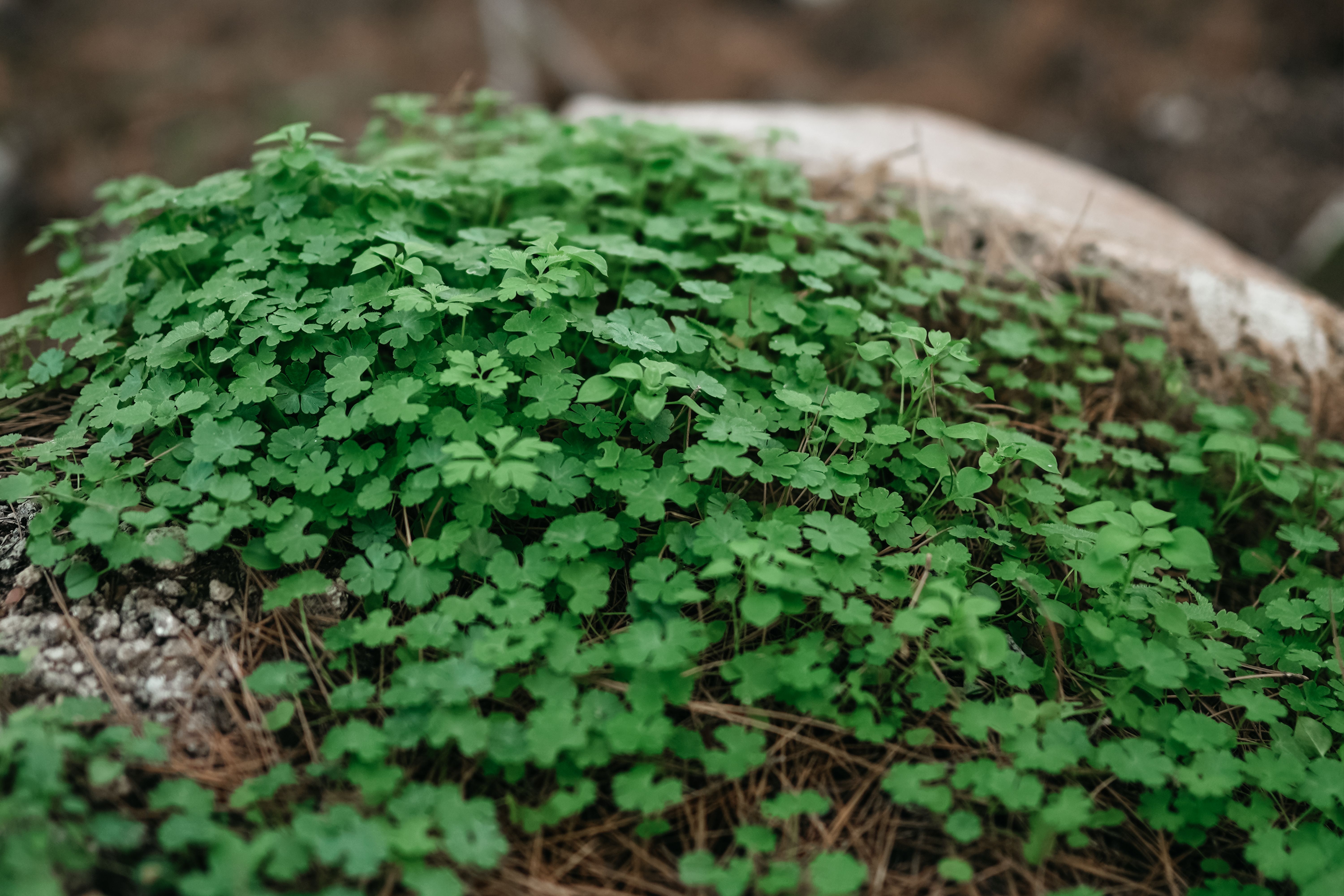 Lush Green Ground Cover Plants in Natural Setting · Free Stock Photo