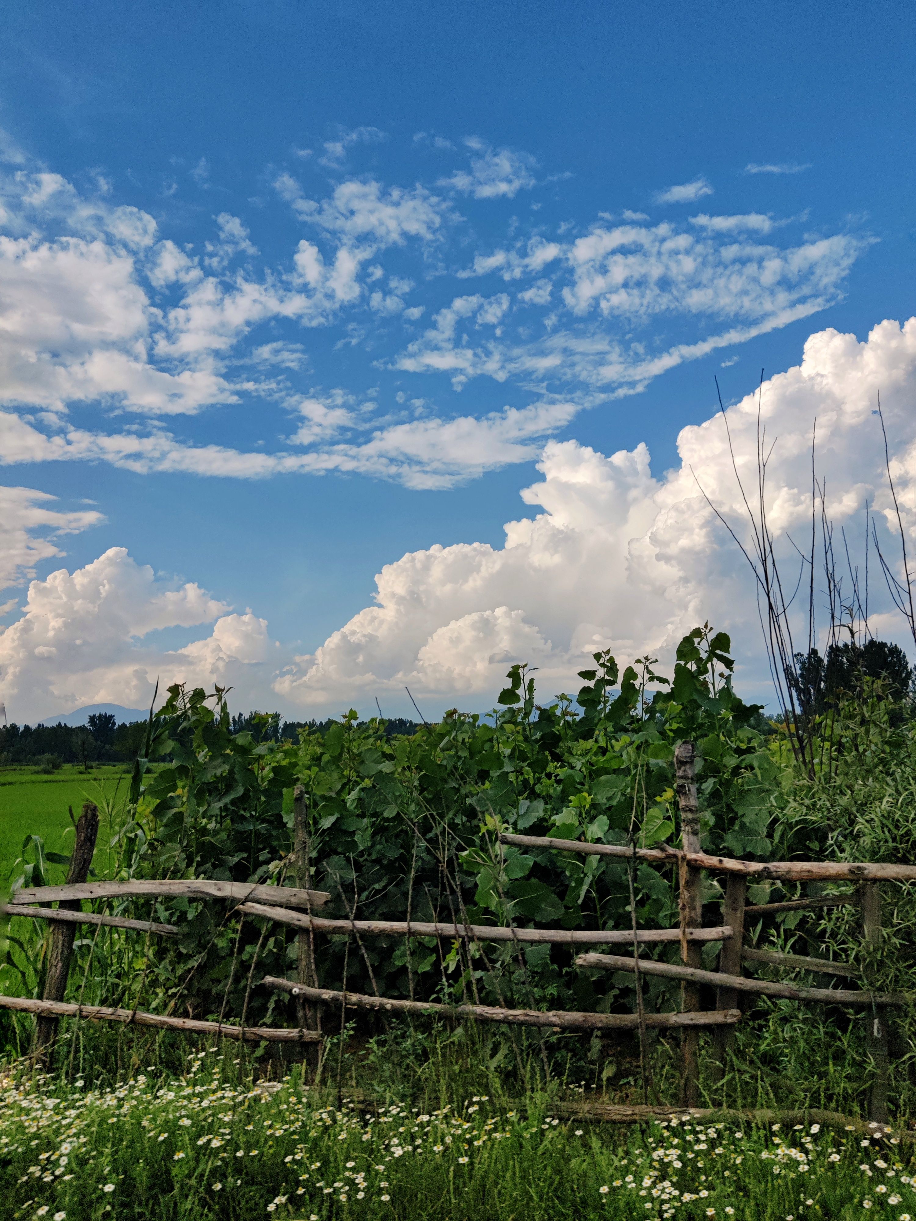 Rustic Fence in Lush Countryside under Blue Sky · Free Stock Photo
