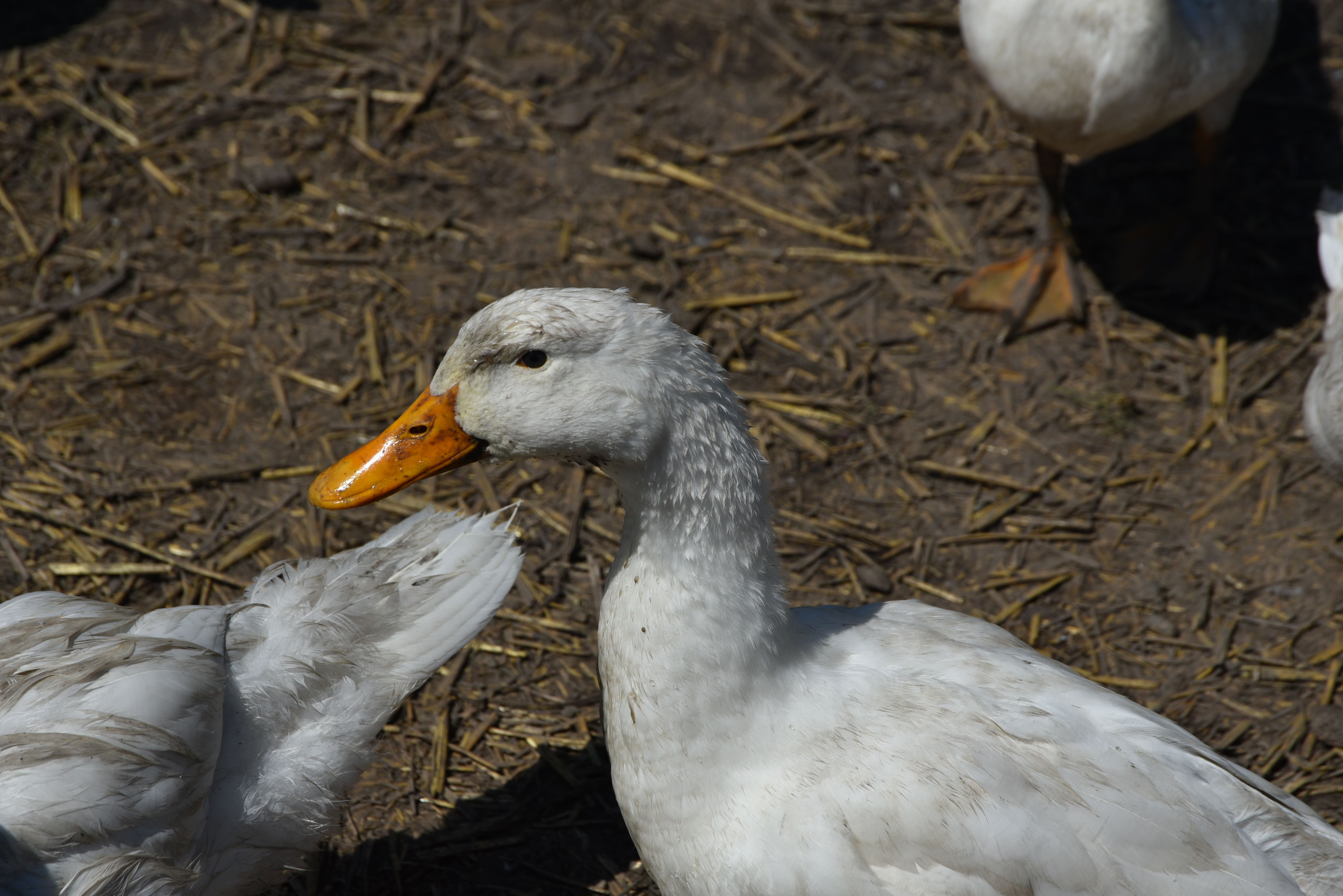 Close-up of a Domestic Duck in Natural Habitat · Free Stock Photo