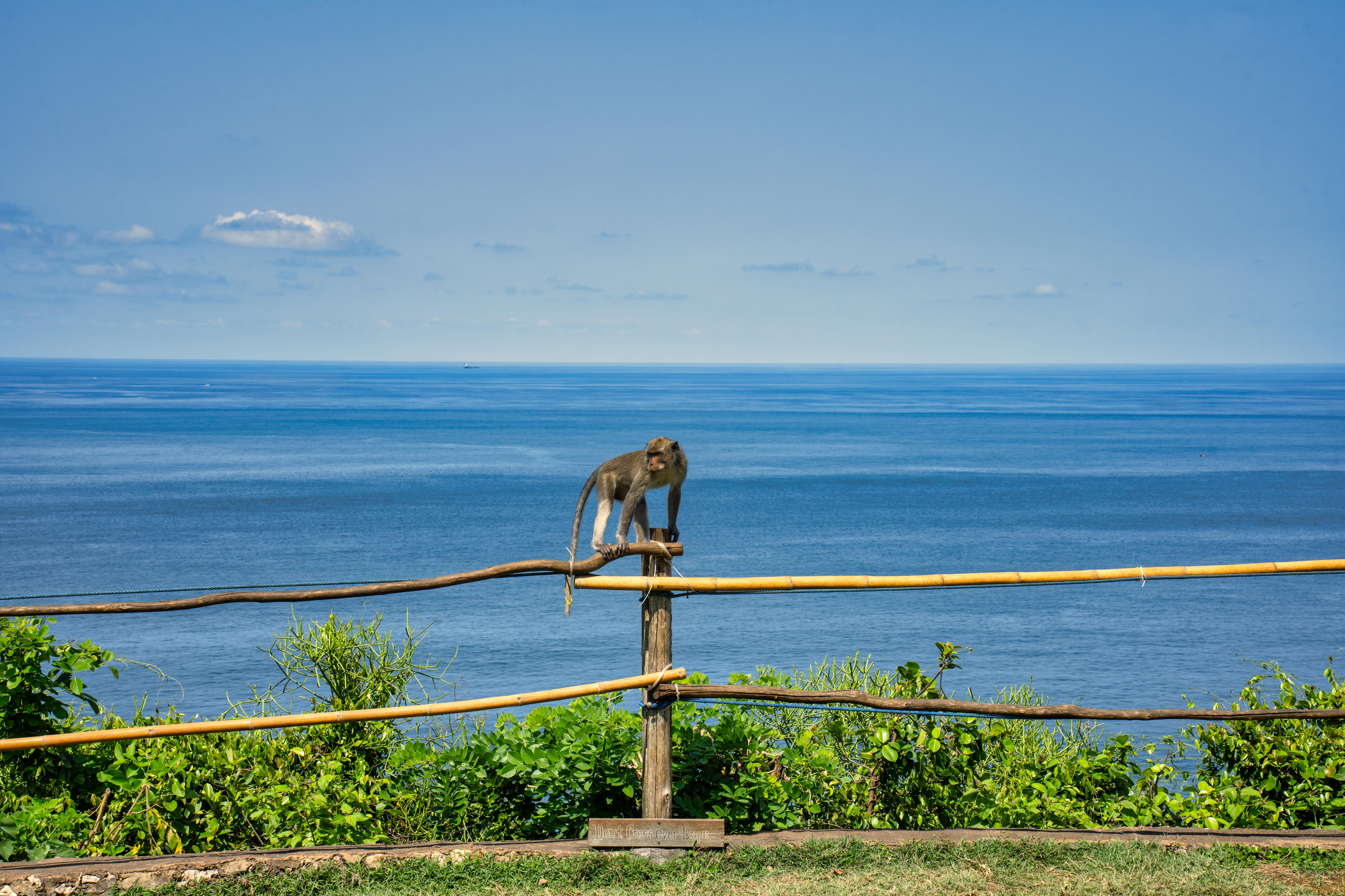 Monkey Perched on Fence Overlooking Bali Ocean · Free Stock Photo