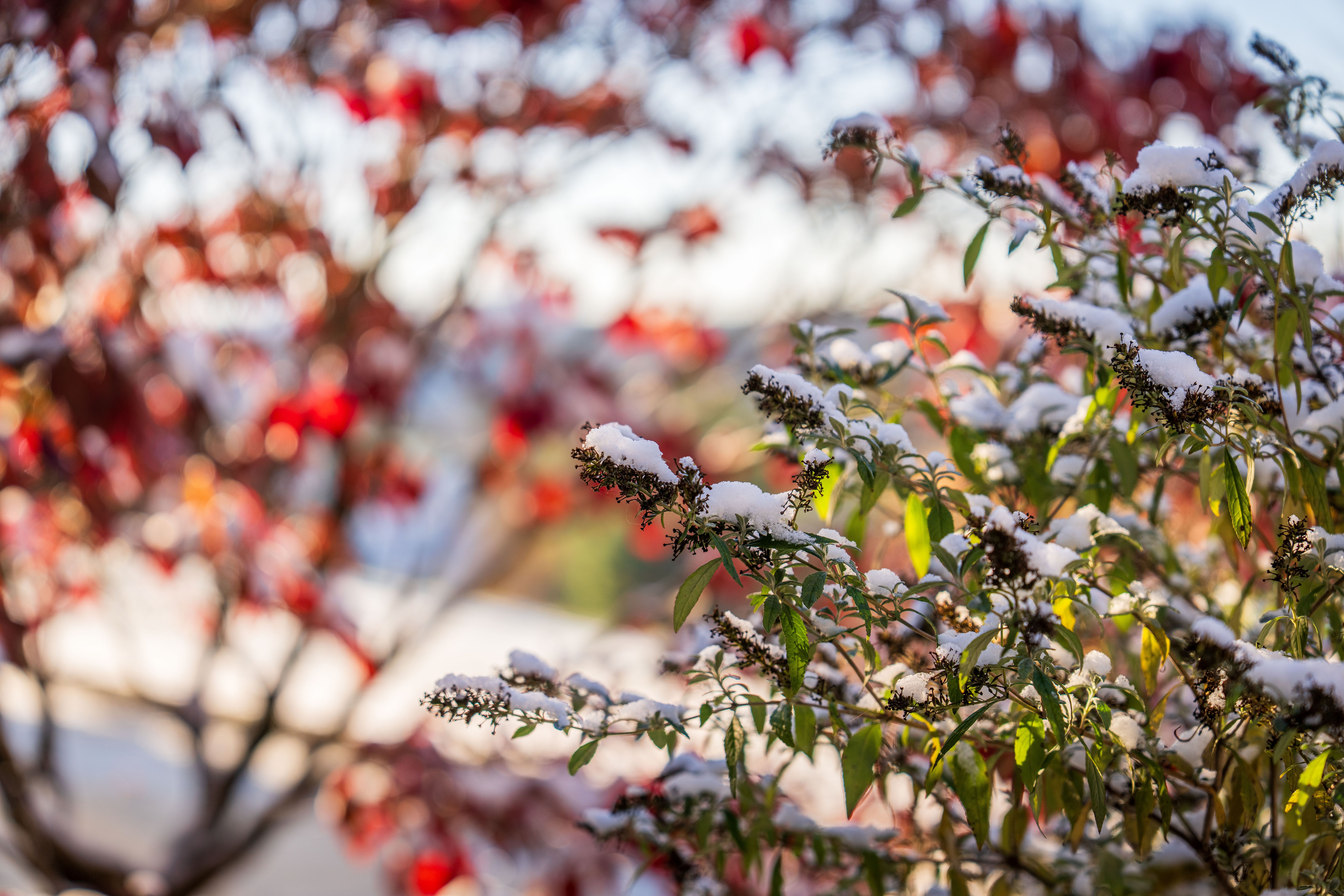 Snow-covered foliage in vibrant autumn tones · Free Stock Photo