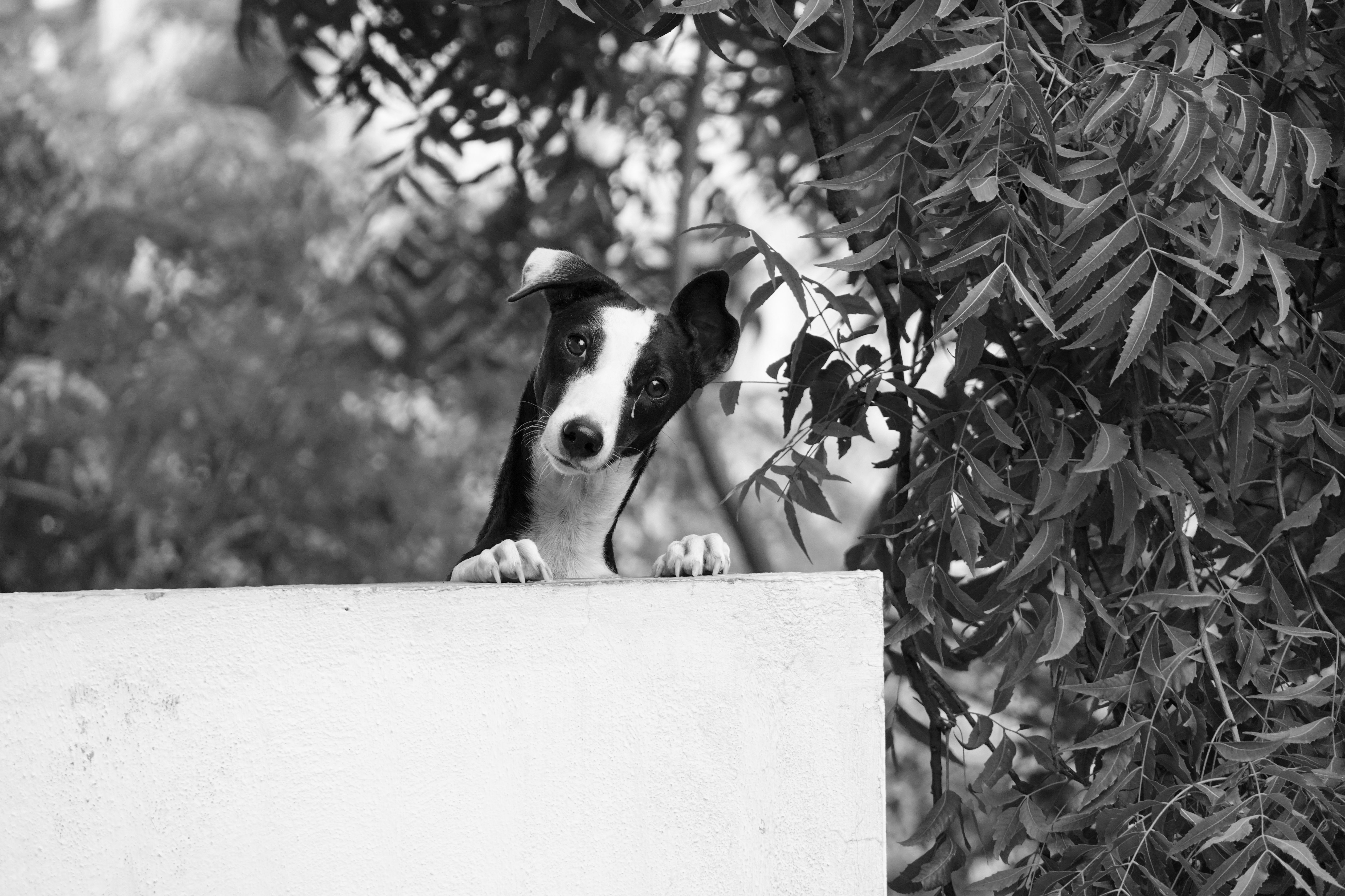 Curious Dog Peeking Over a Wall in Madurai · Free Stock Photo