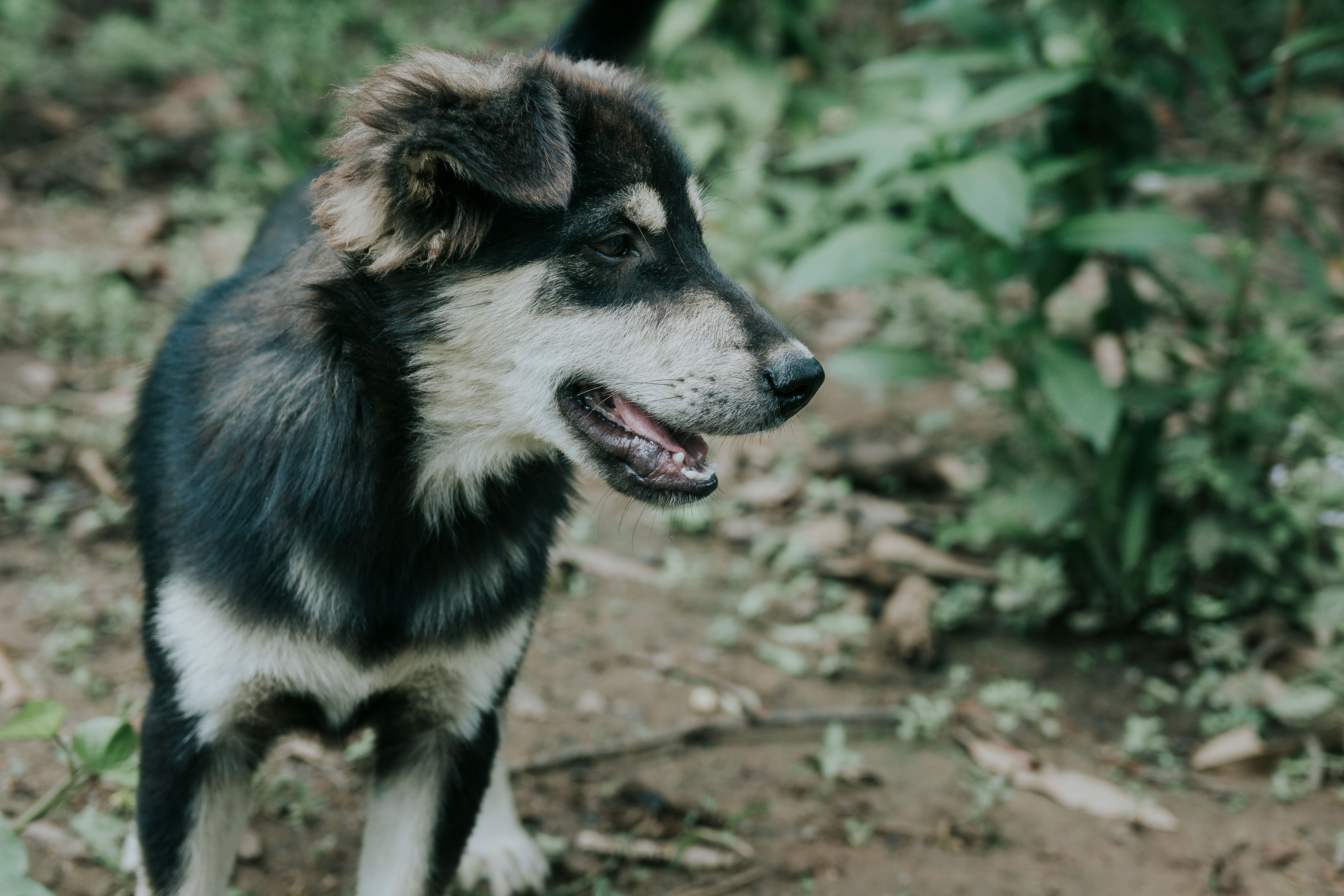 Playful Dog in Lush Vietnamese Environment · Free Stock Photo