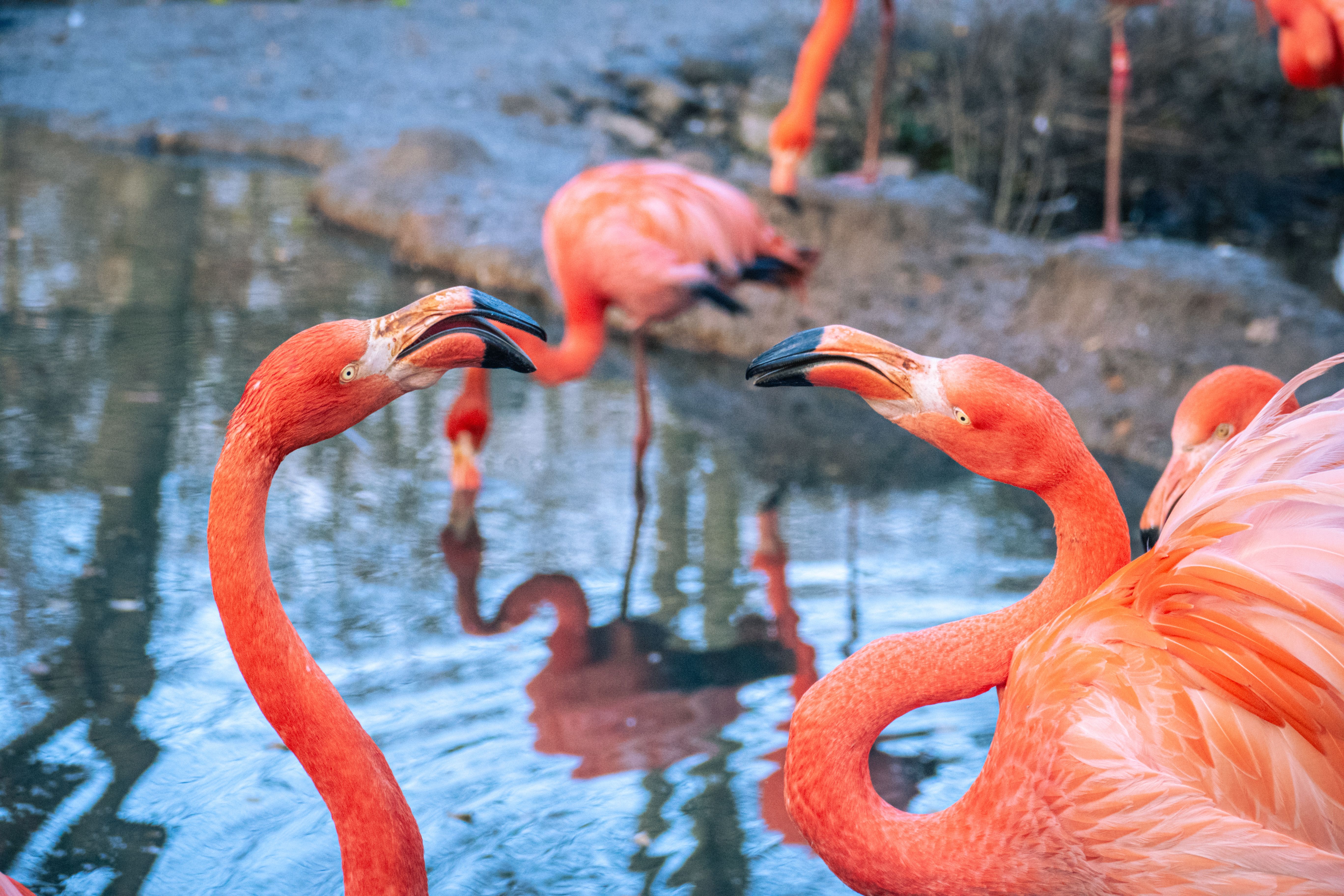 Animals Picture On A4 Size Page Photos, Download The BEST Free Animals ...