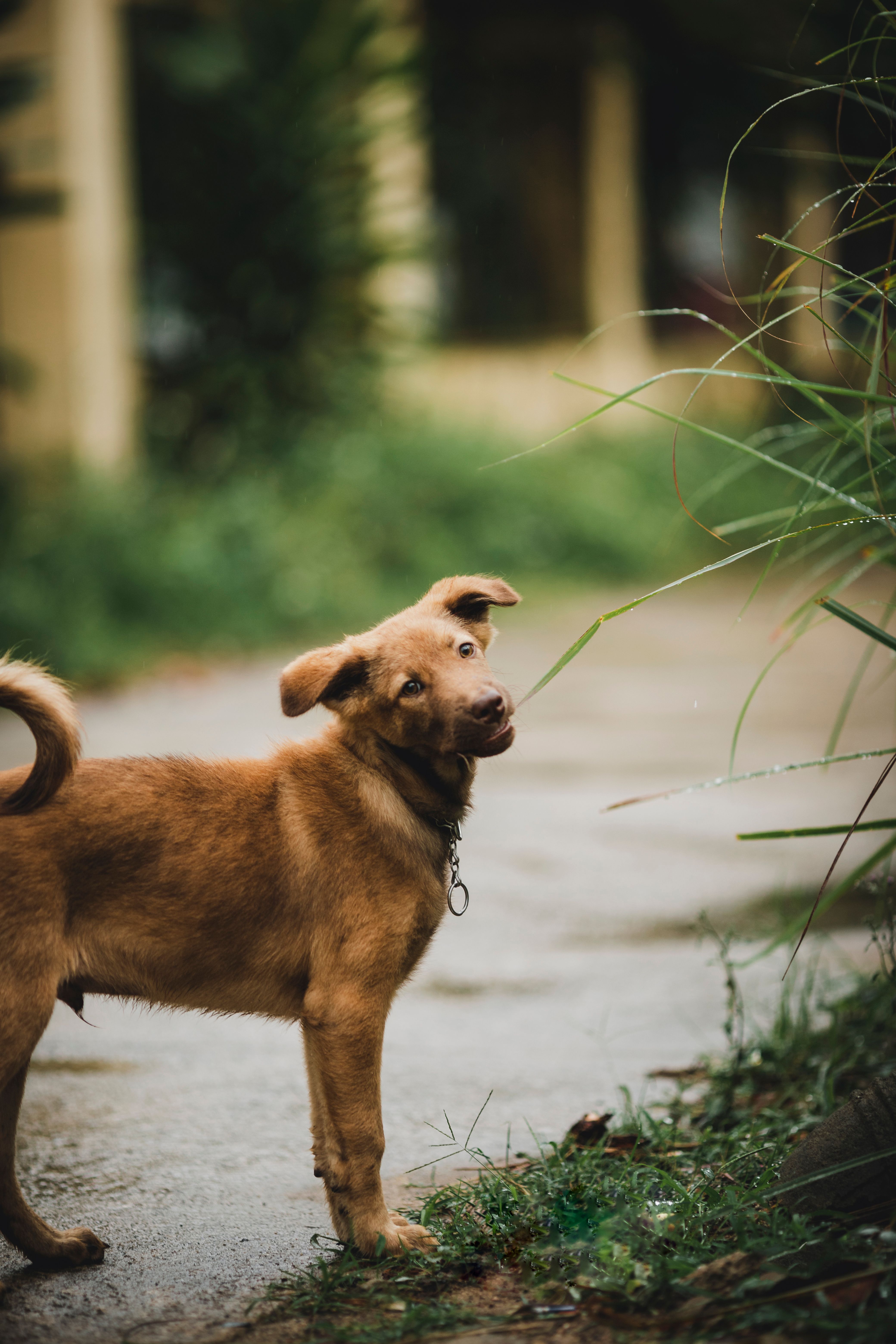 Playful Dog Outdoors in Vietnam · Free Stock Photo