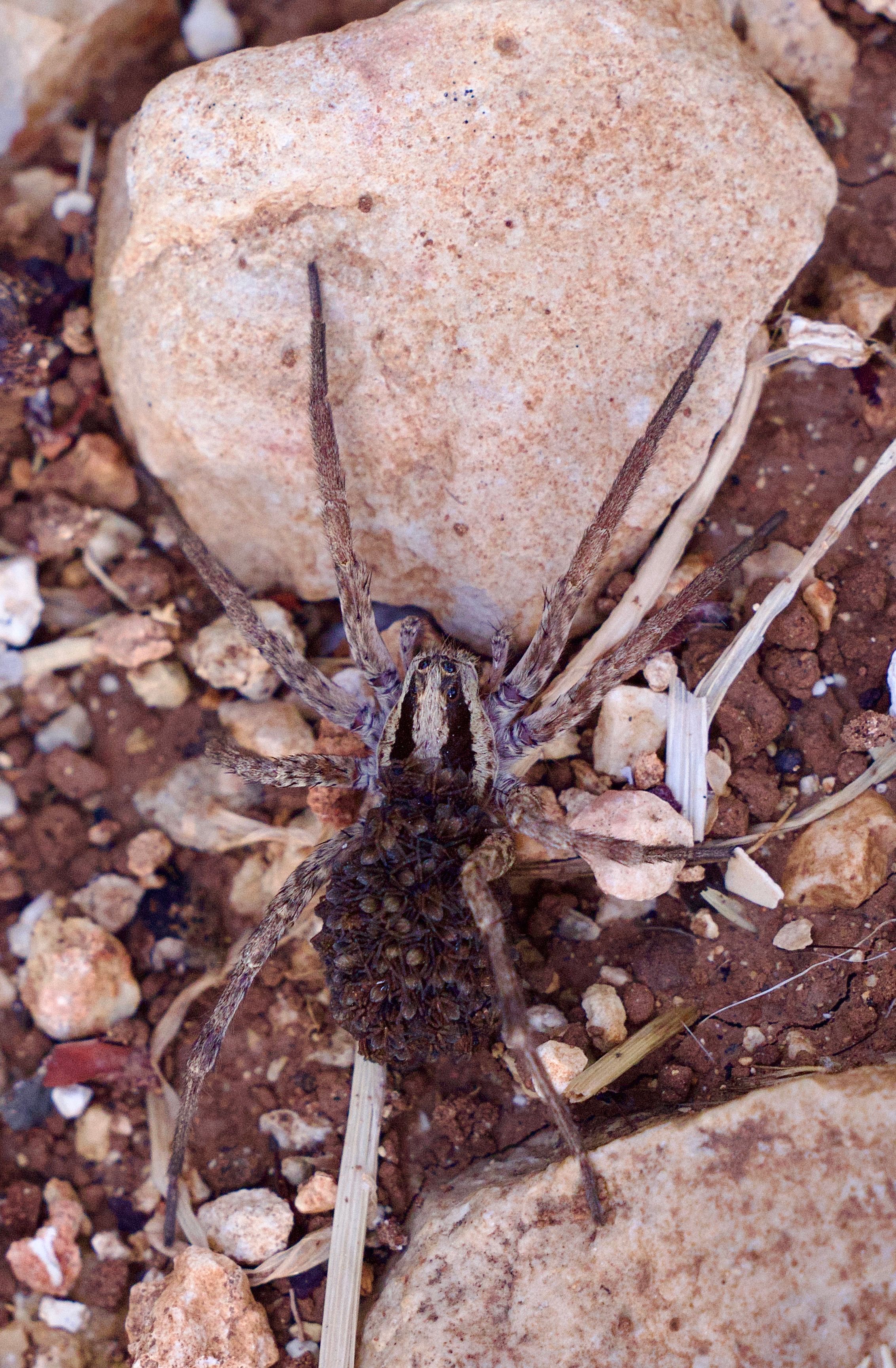 Wolf Spider with Spiderlings in Natural Habitat · Free Stock Photo