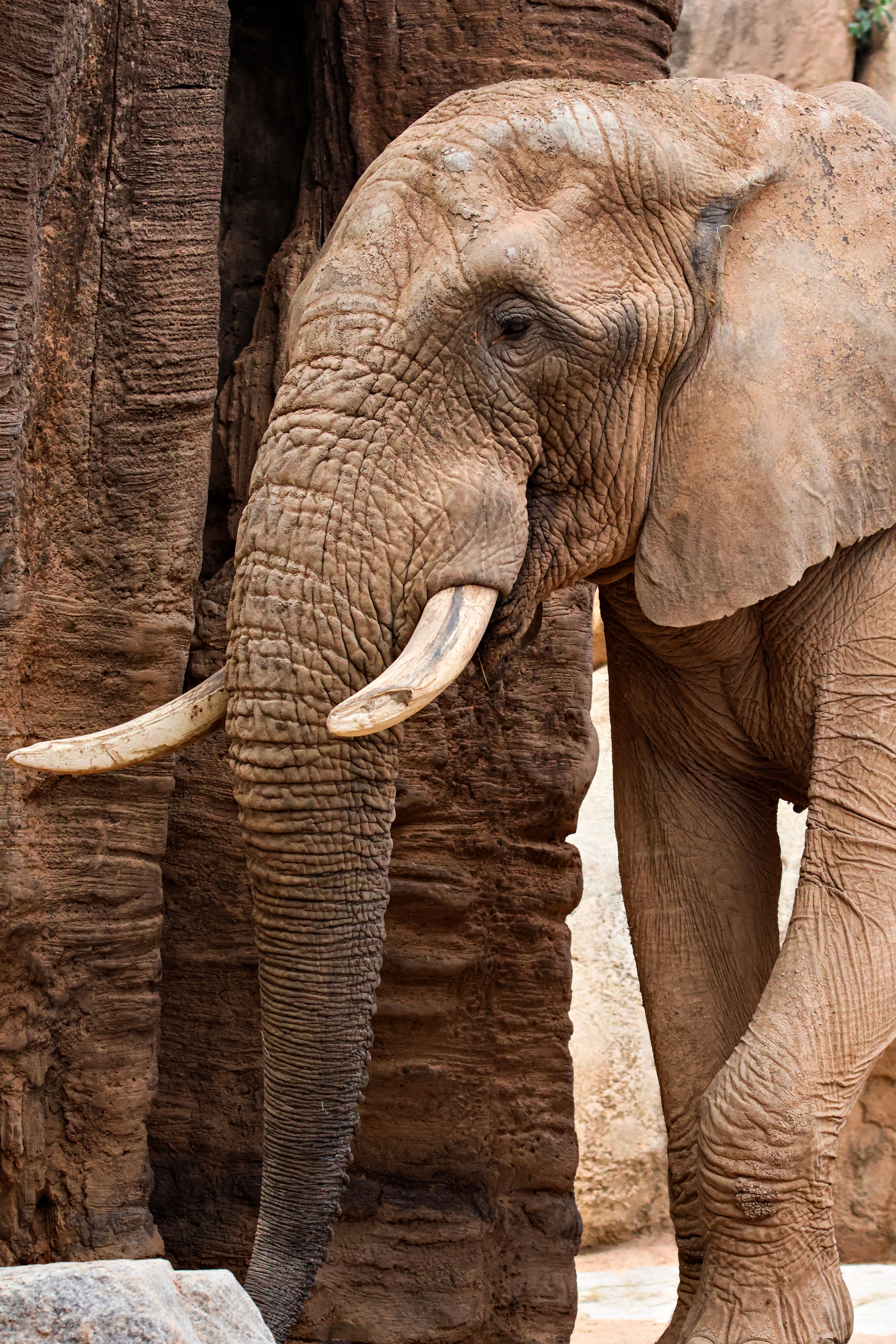 Majestic African Elephant Near Rock Formation · Free Stock Photo