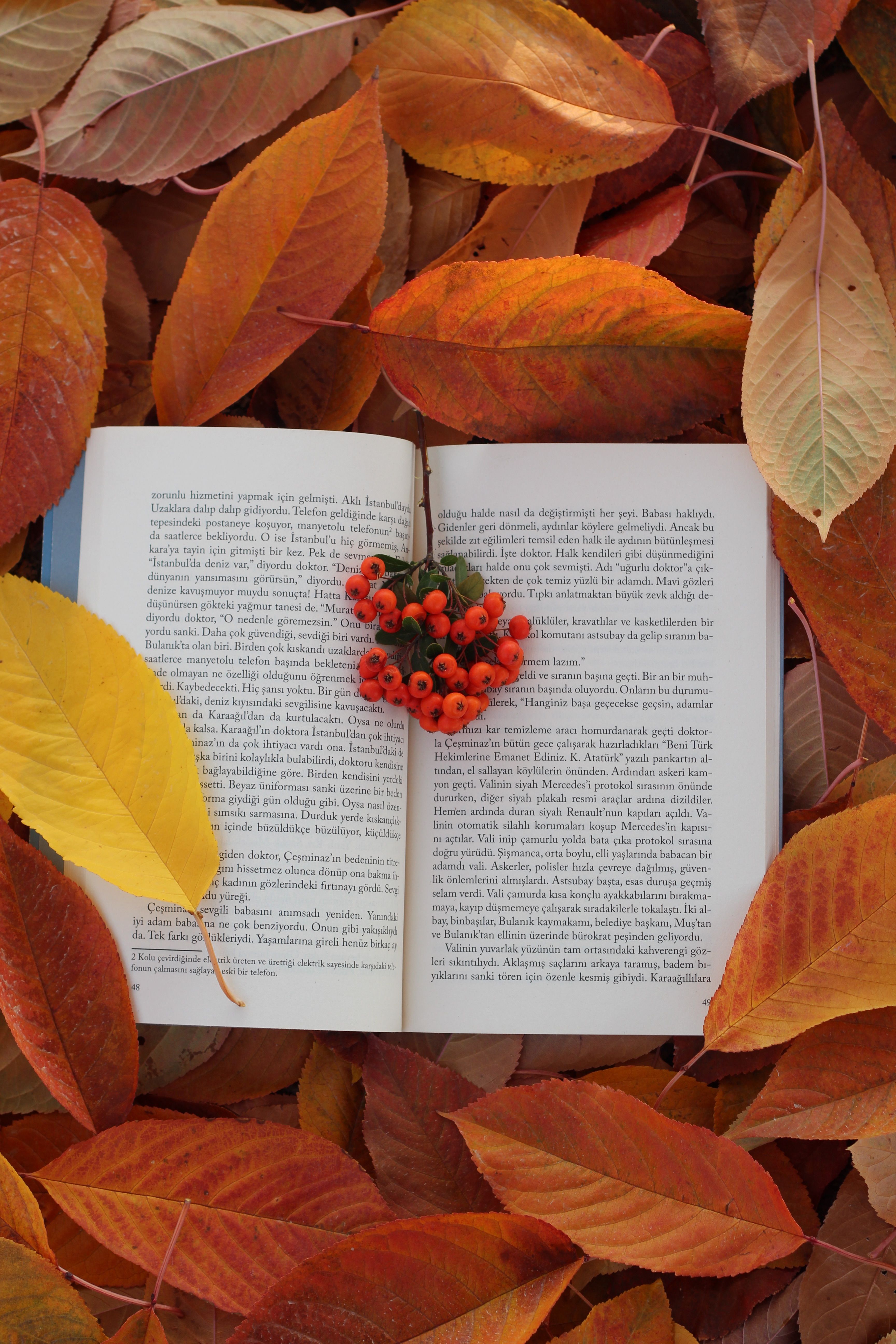 Open Book Surrounded by Autumn Leaves · Free Stock Photo