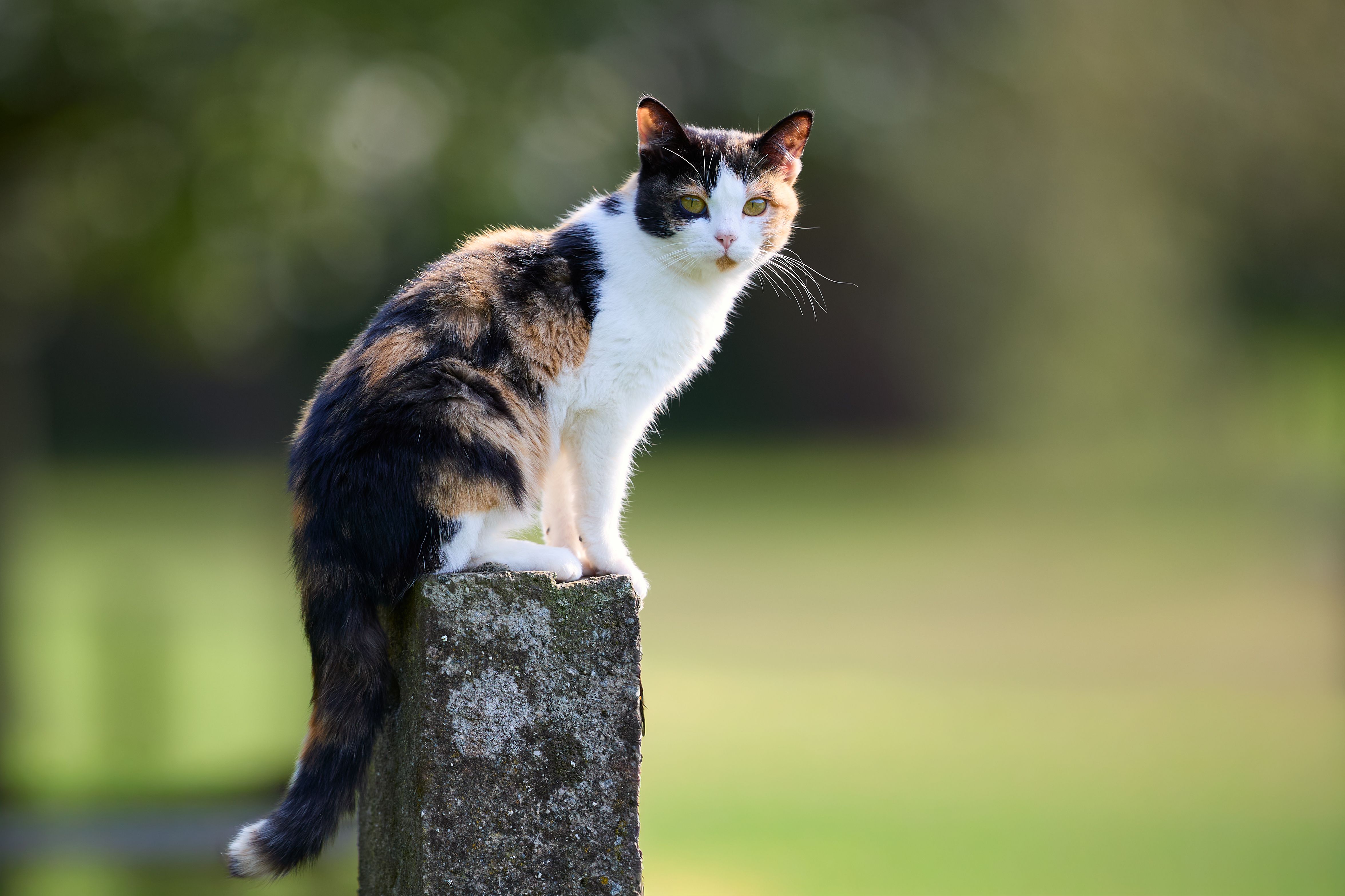 Tricolor Calico Cat Perched Outdoors in Sunlight · Free Stock Photo